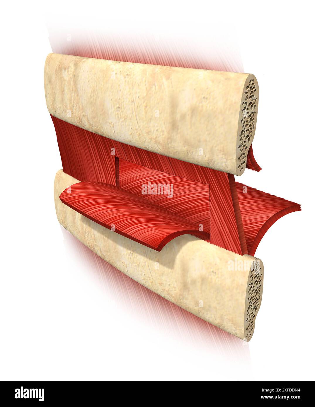 Illustration of intercostal muscles. The intercostal muscles are thin ...