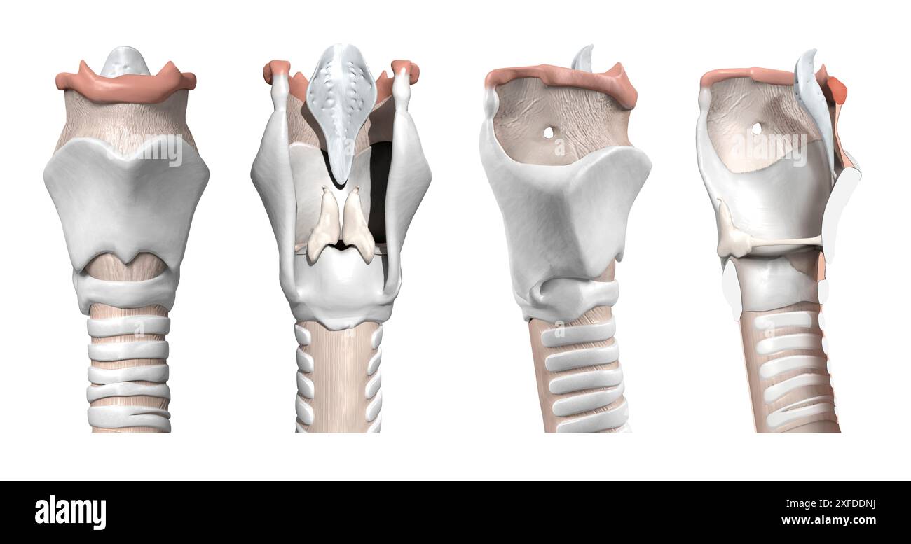 Illustration of the anatomy of the larynx showing (from right to left ...