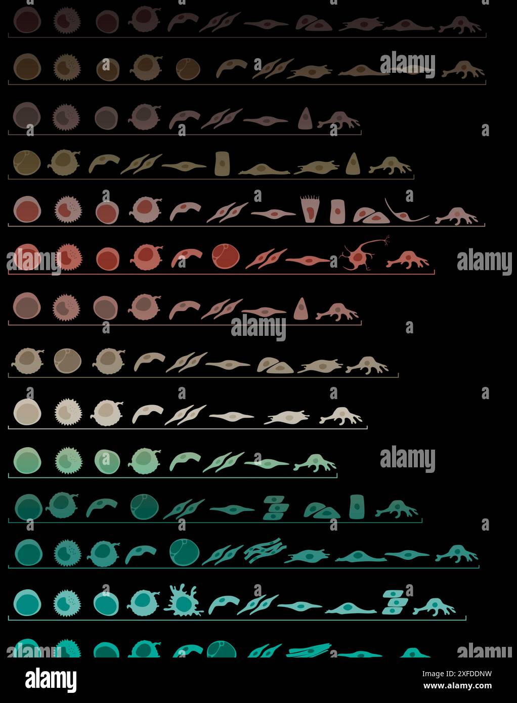 Illustration of different types of human cell and their lineages Stock ...