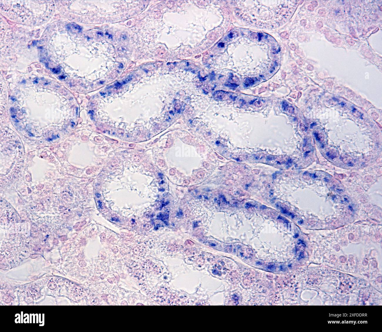 Light micrograph of the endocytic apparatus of kidney proximal ...