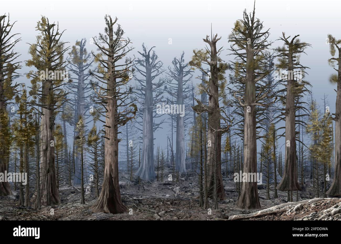 Sequoia forest after a high intensity fire, illustration. The giant ...