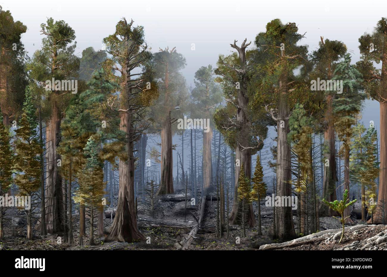 Sequoia forest after a medium intensity fire, illustration. The giant ...