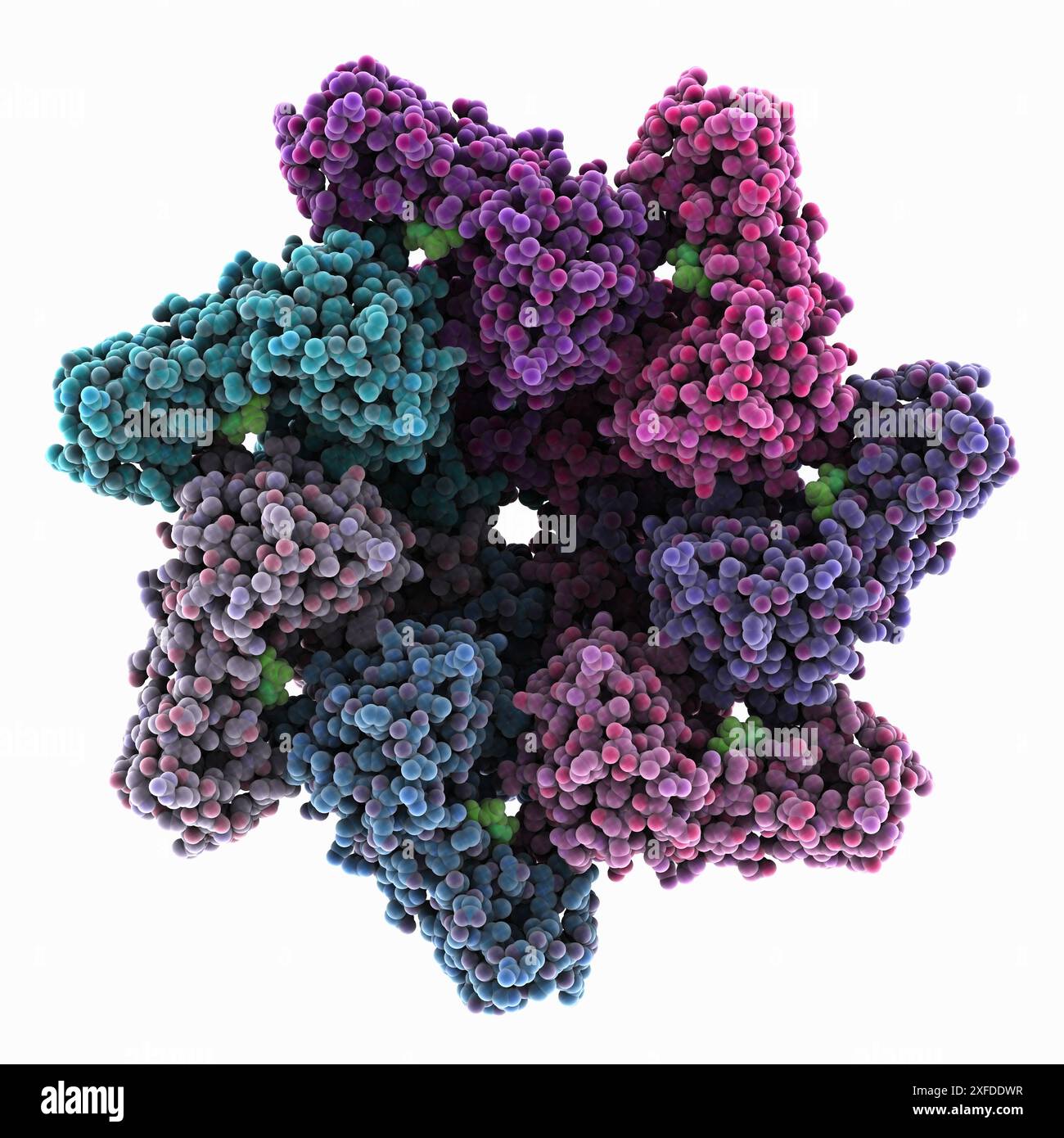 Murine mitochondrial chaperone BCS1 complexed with ADP. Molecular model ...