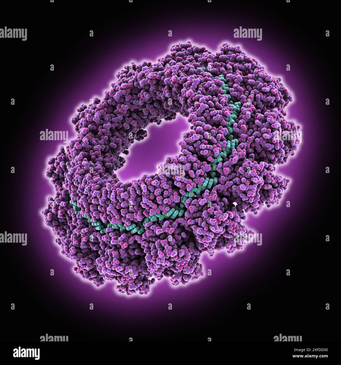 Mumps virus nucleocapsid ring. Molecular model of the homo 13-mer mumps ...