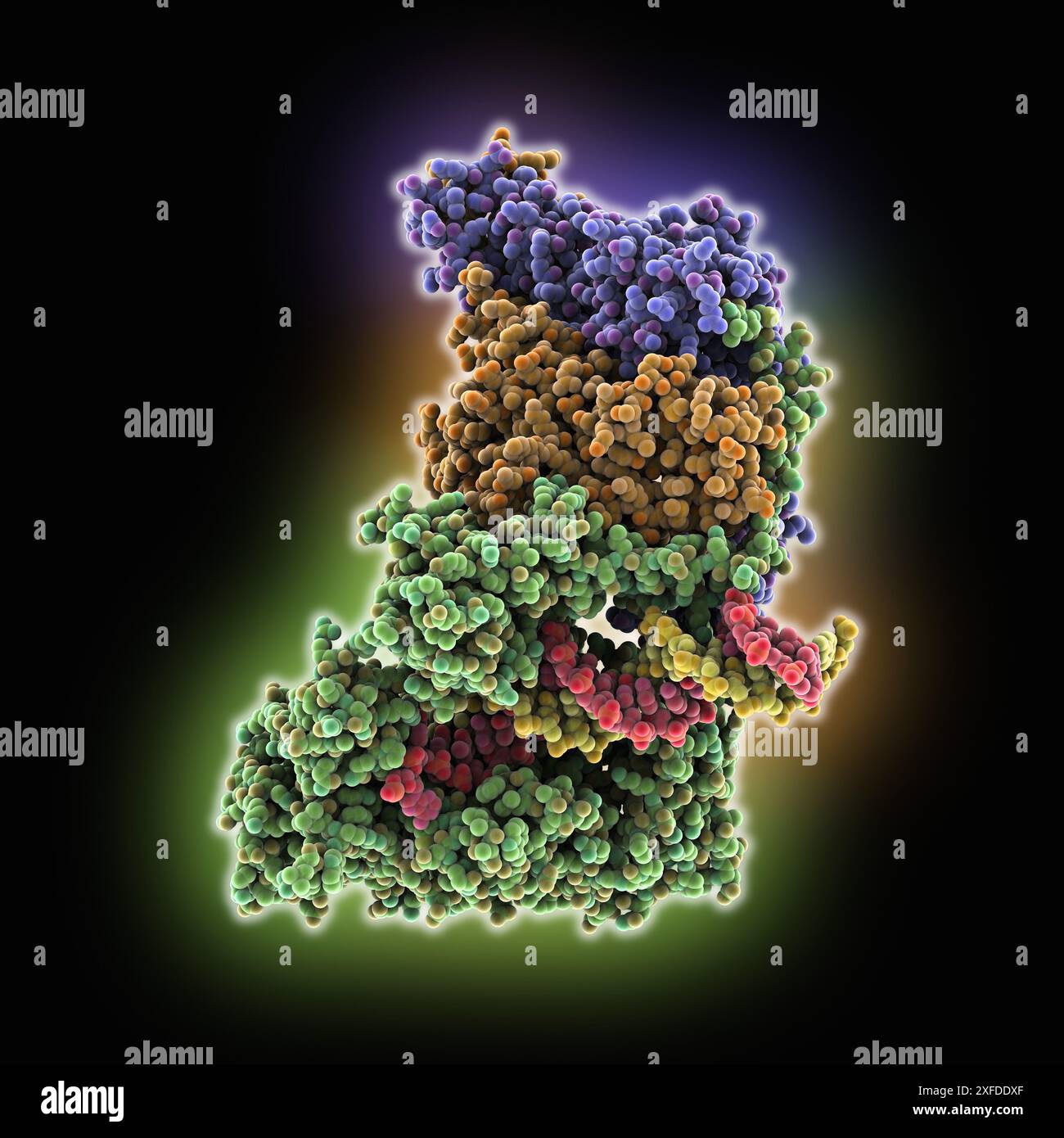 Human mitochondrial DNA polymerase complex. Molecular model of DNA polymerase subunit gamma-1 ...