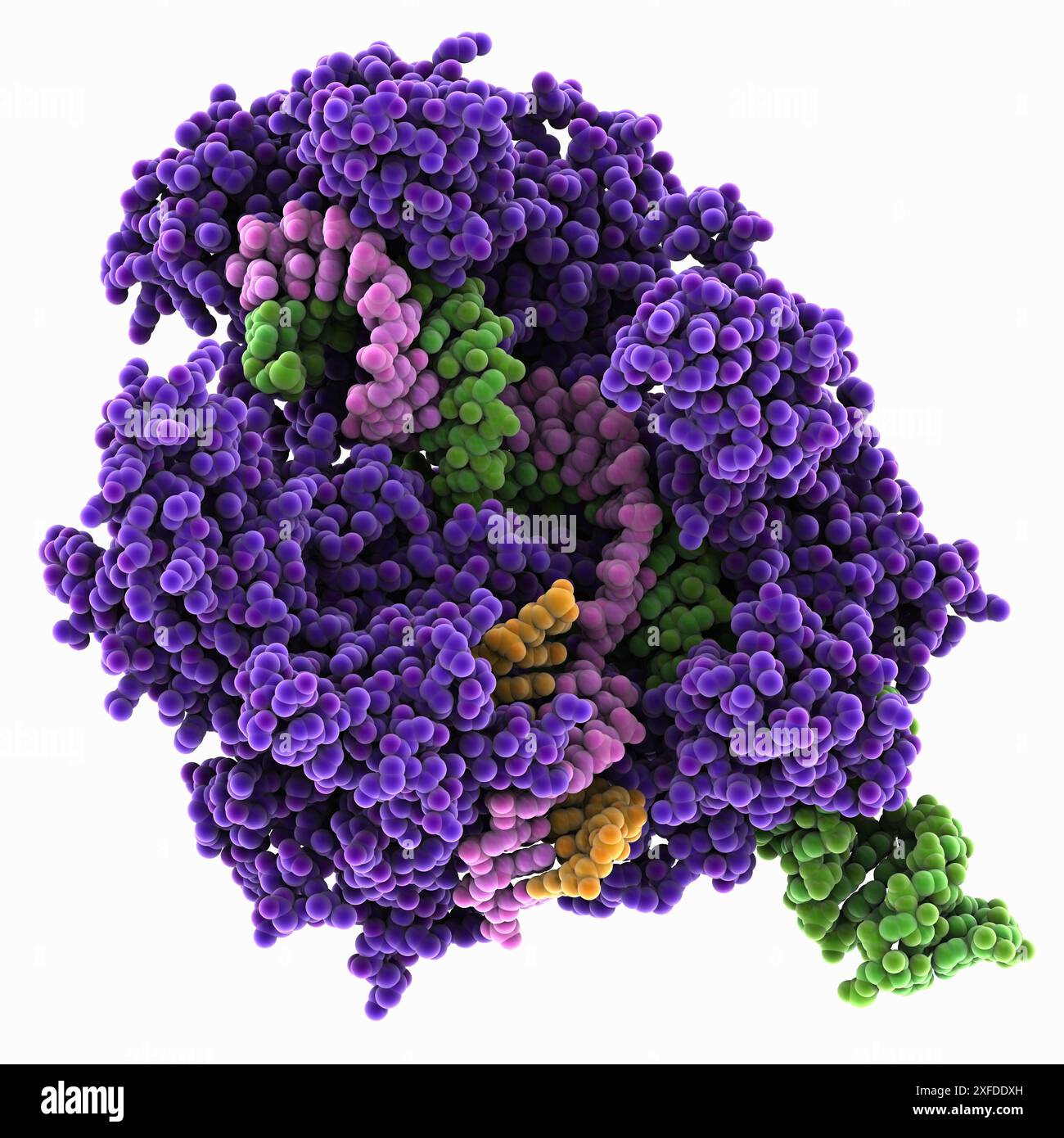 Dead Cas9 from Chryseobacterium complexed with DNA and RNA. Molecular ...