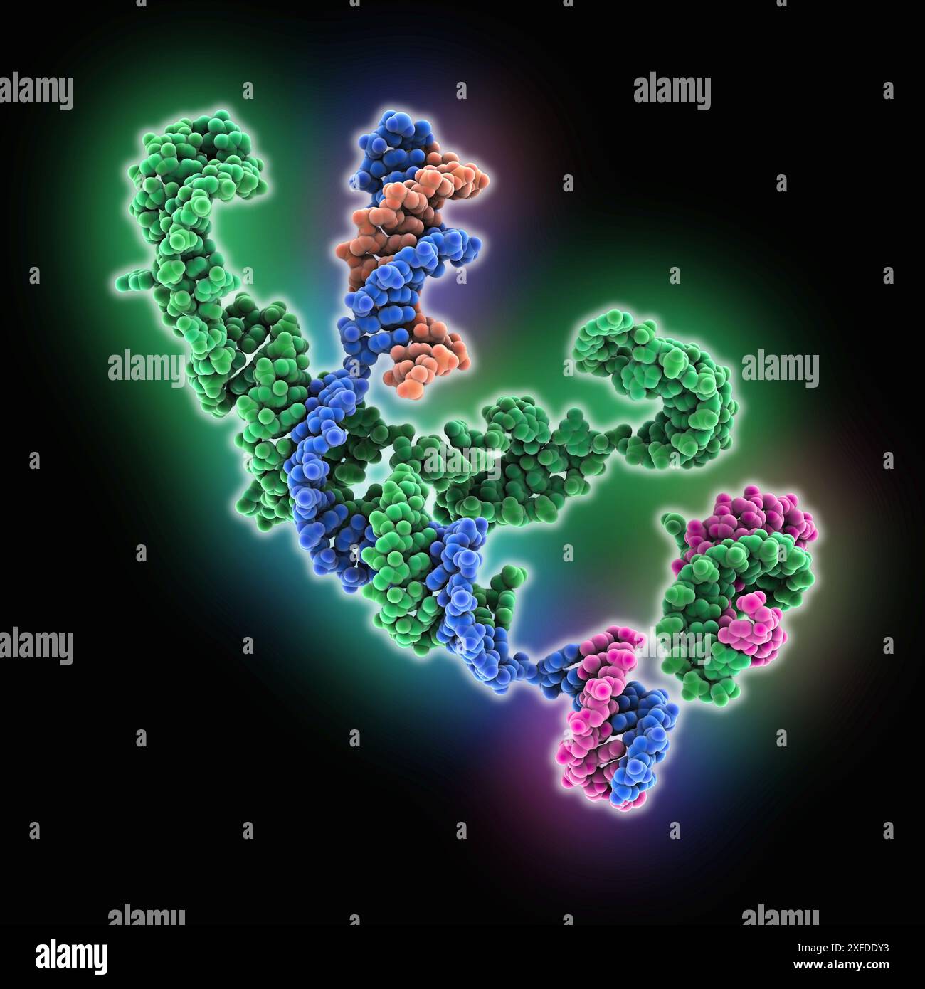 Cas9 from Streptococcus pyogenes complexed with RNA and DNA. Molecular model of Cas9 (not shown ...