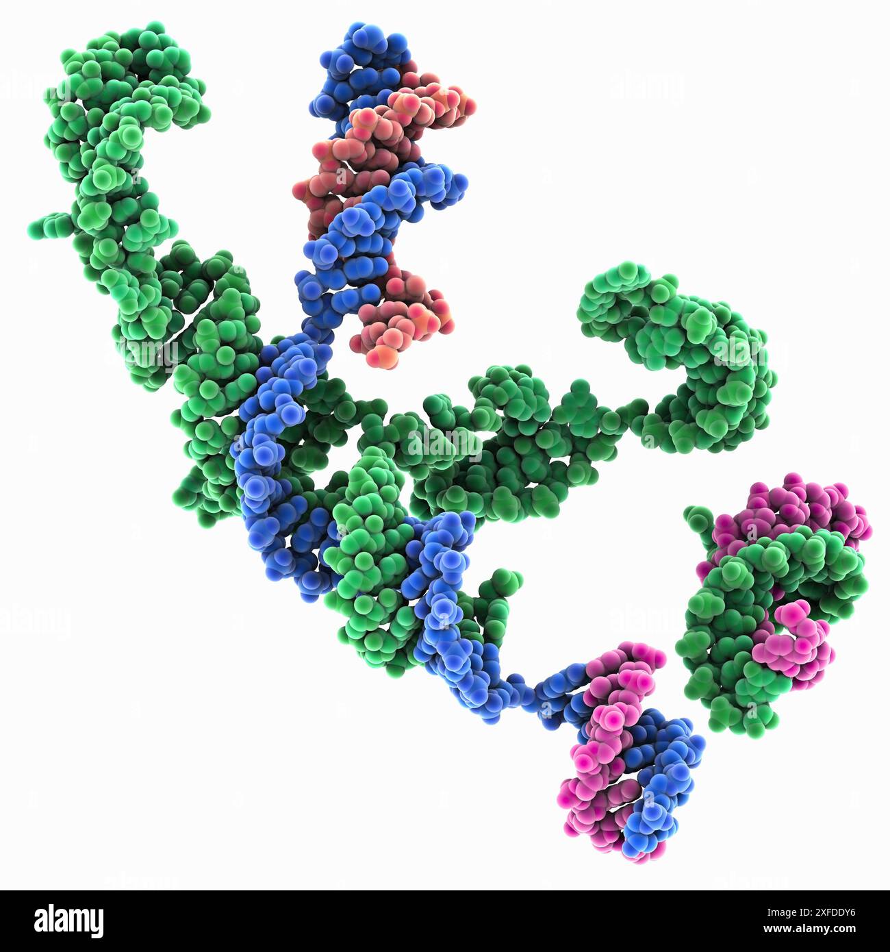 Cas9 from Streptococcus pyogenes complexed with RNA and DNA. Molecular ...
