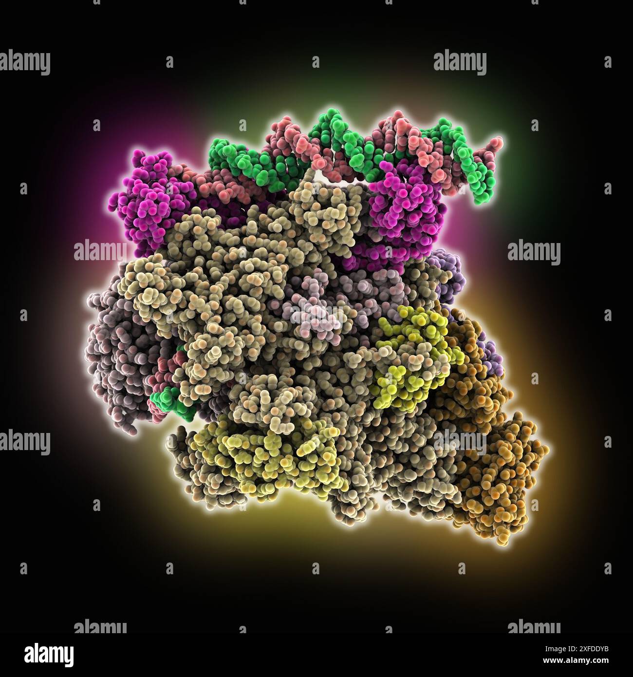 DNA complexed with DNA-directed RNA polymerase from Staphylococcus aureus. Molecular model of ...