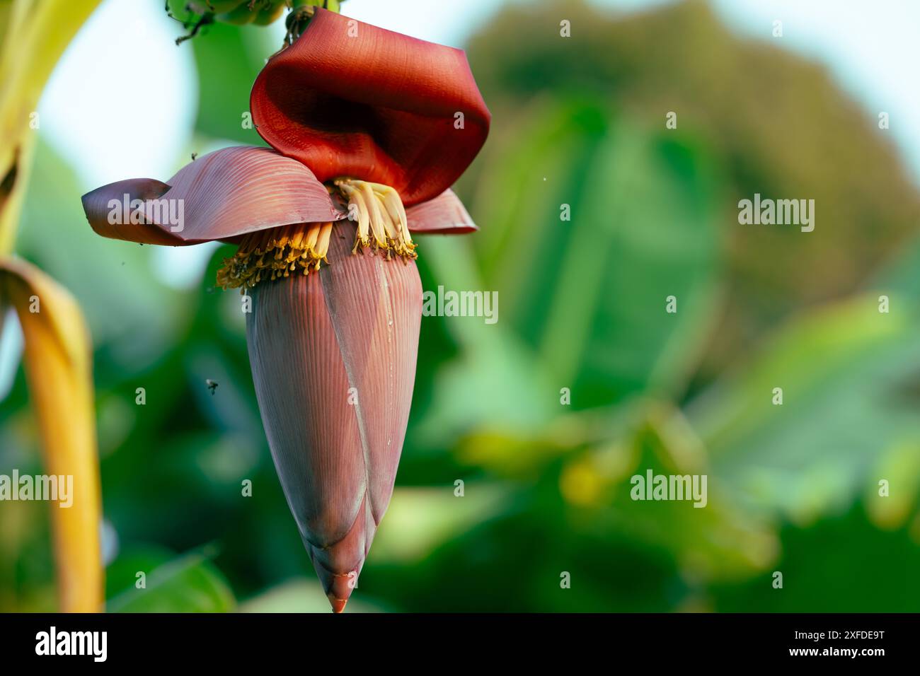 Banana blossom. Plant-based raw material for vegan fish and meat ...