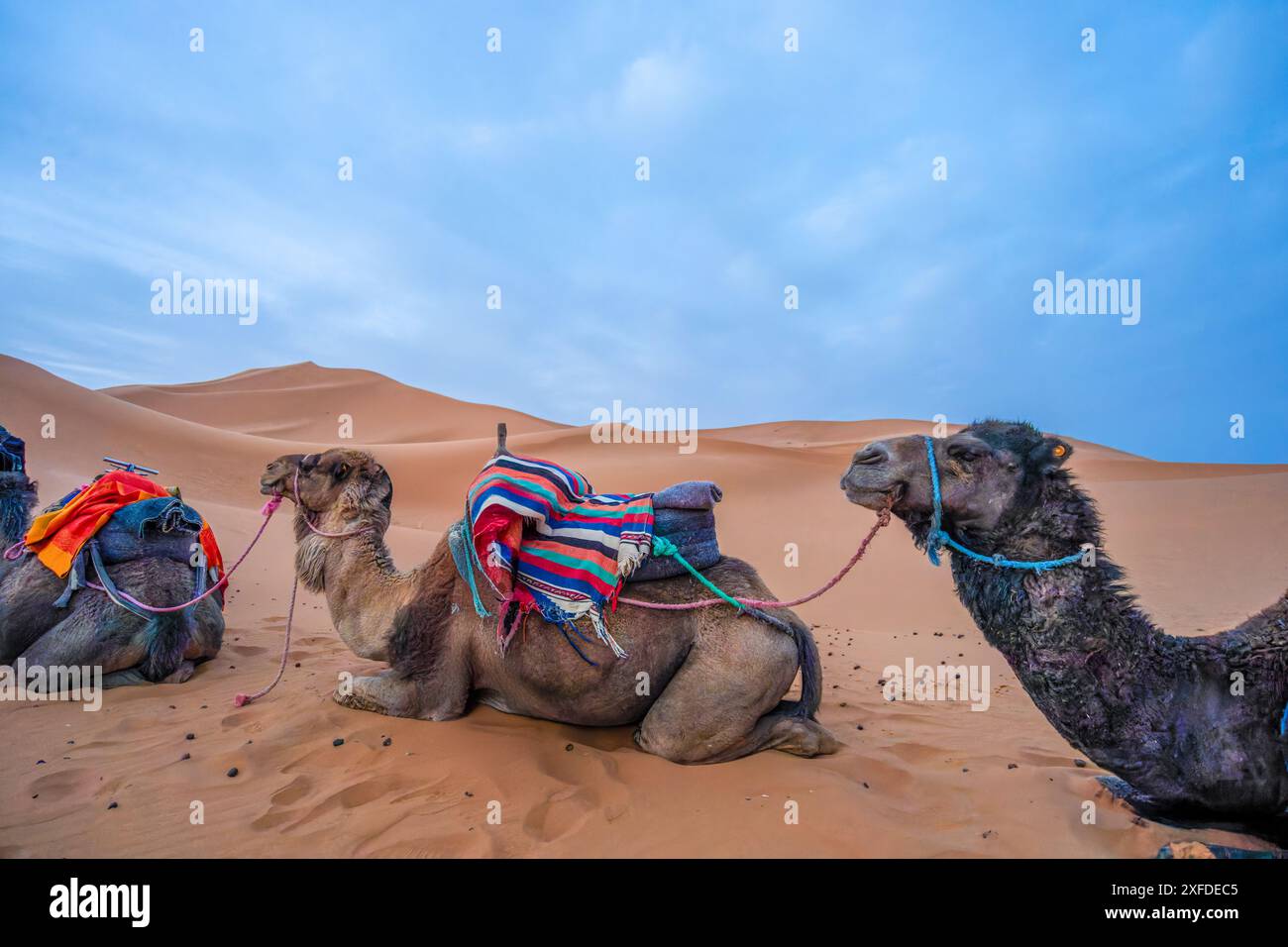 Camel riding is the main means of transportation for tourists to ...