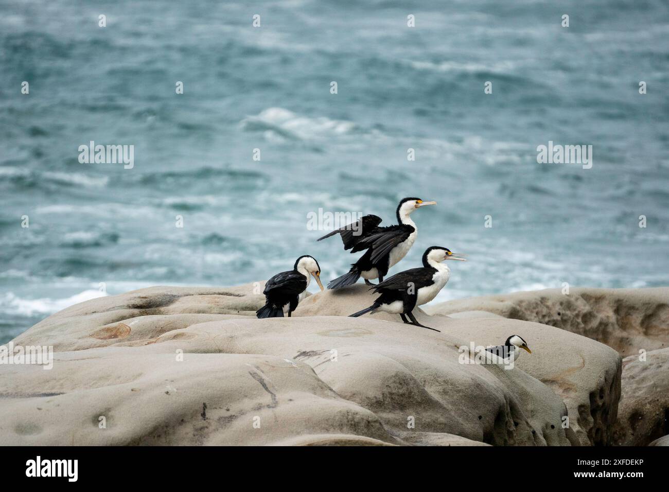 Four Albatross seabird sitting rocks outdoors ocean blue wild weather ...