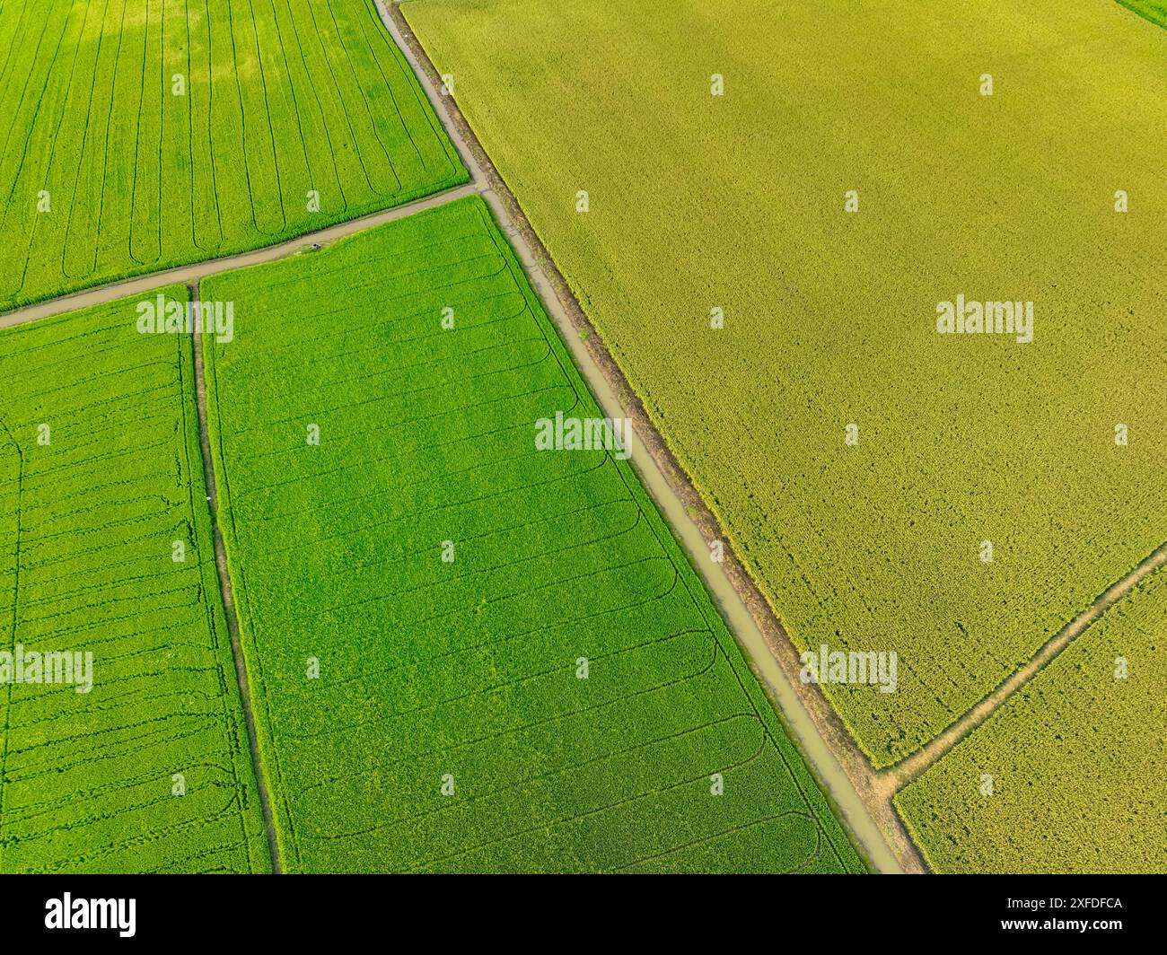Aerial view of green and yellow rice fields. Sustainable agriculture ...