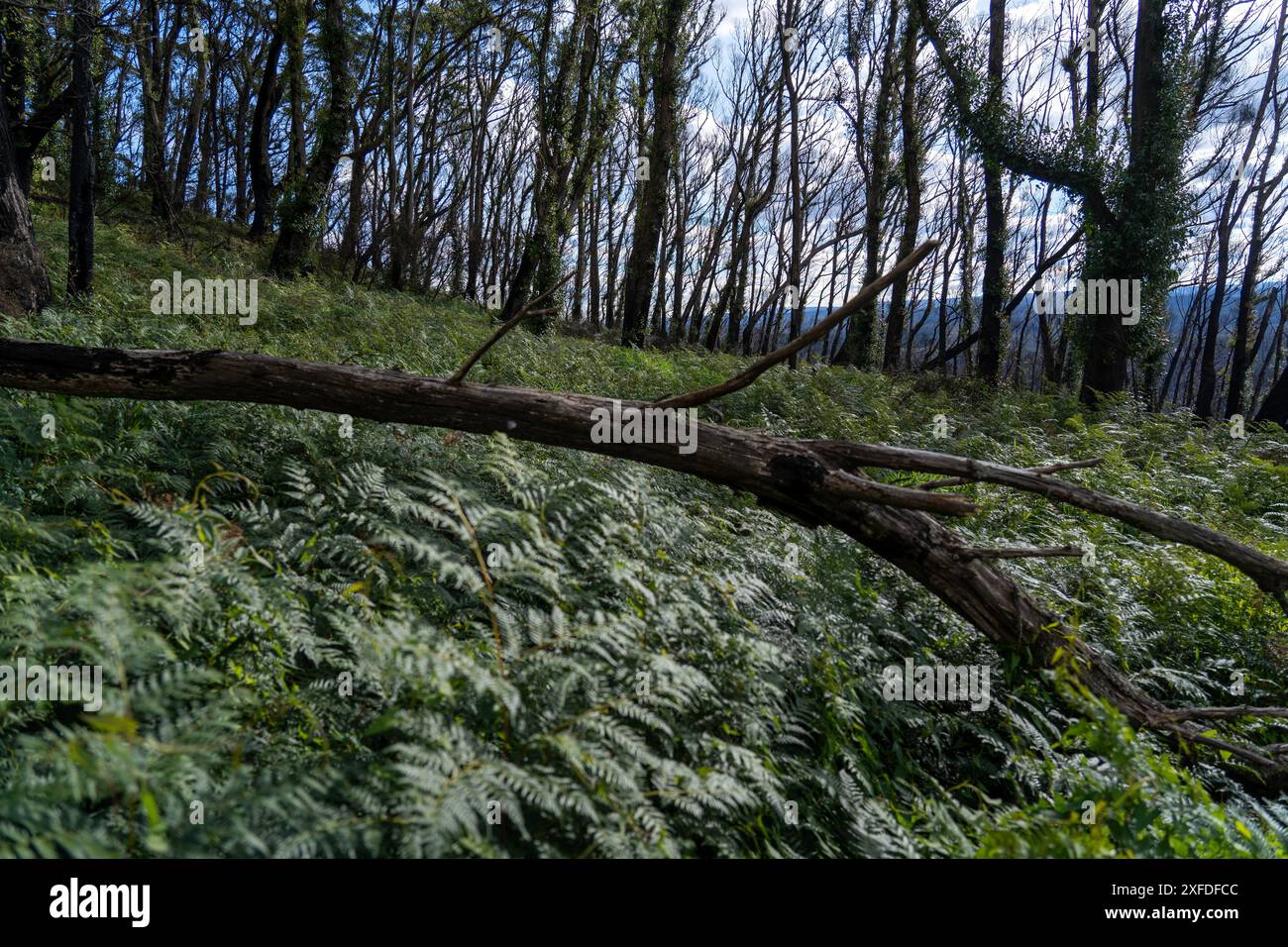 Outdoors in the bush in Australia Stock Photo - Alamy