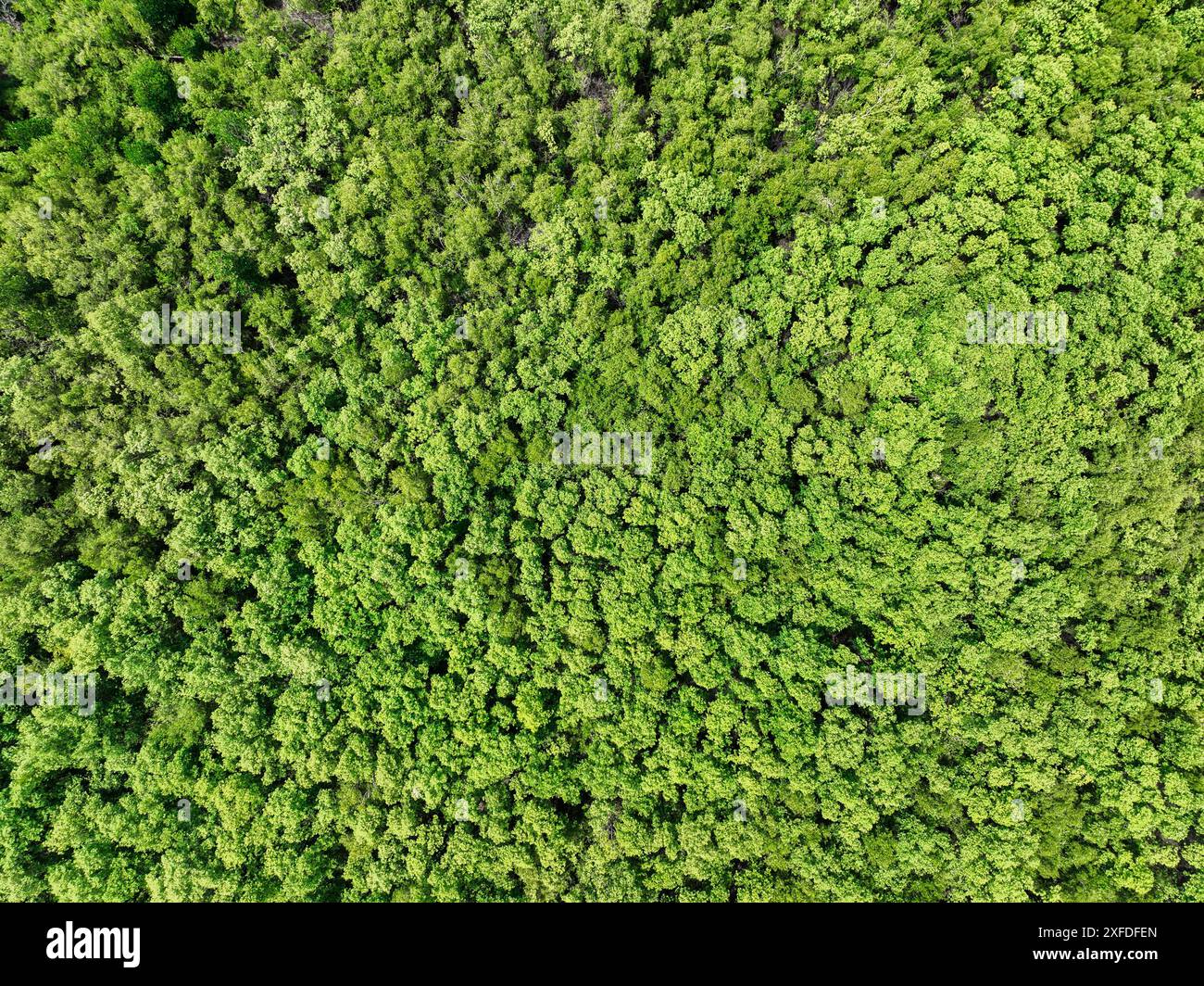 Aerial top view of mangrove forest. Drone view of dense green mangrove ...