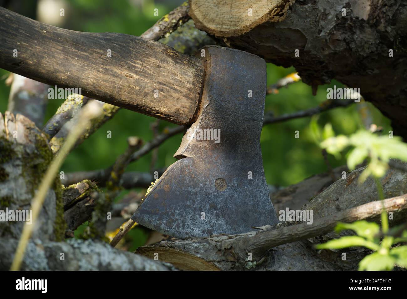 Close-up shot of a weathered axe set in a tree stump surrounded by lush ...