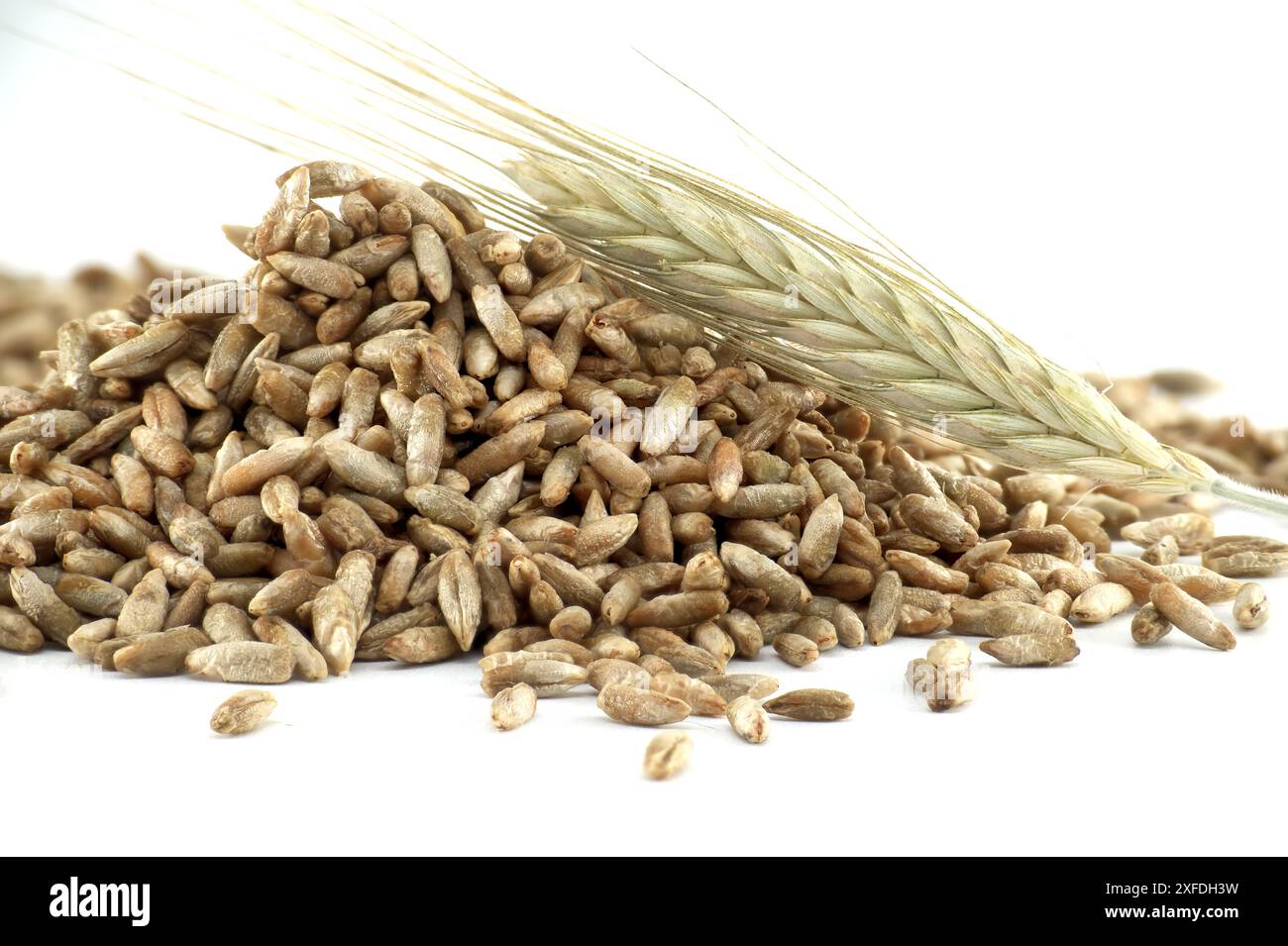 Closeup image of rye grains alongside fresh rye stalks isolated on a ...