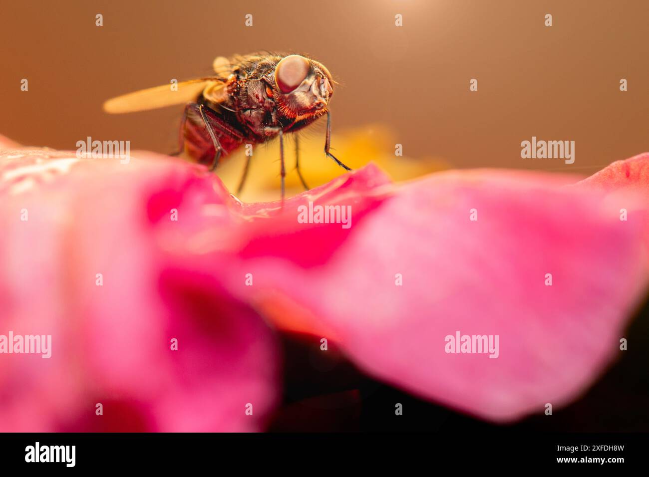 Australian bush fly pest hi-res stock photography and images - Alamy