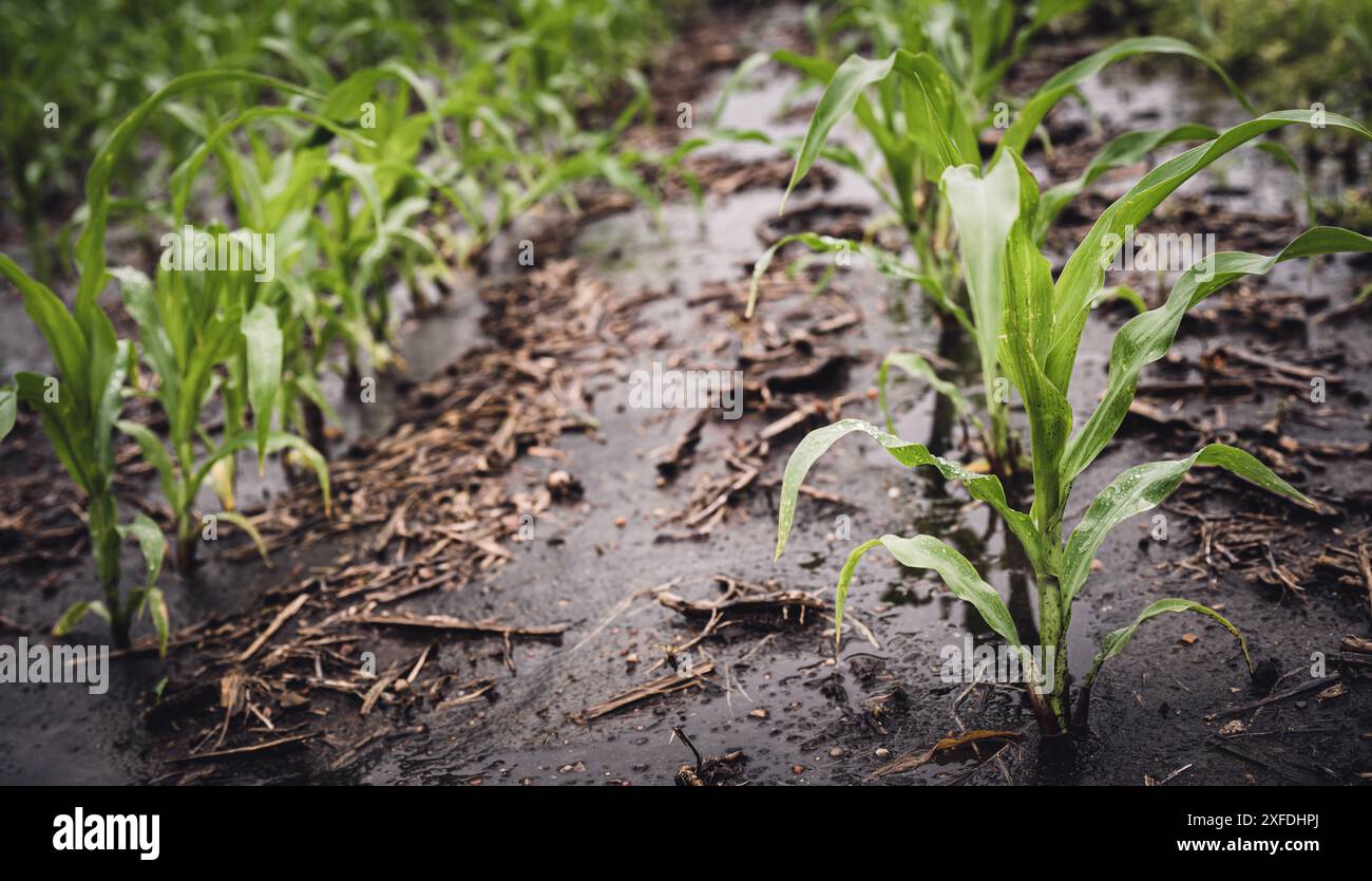 Wet and muddy rows in a corn field after a rain downpour Stock Photo ...
