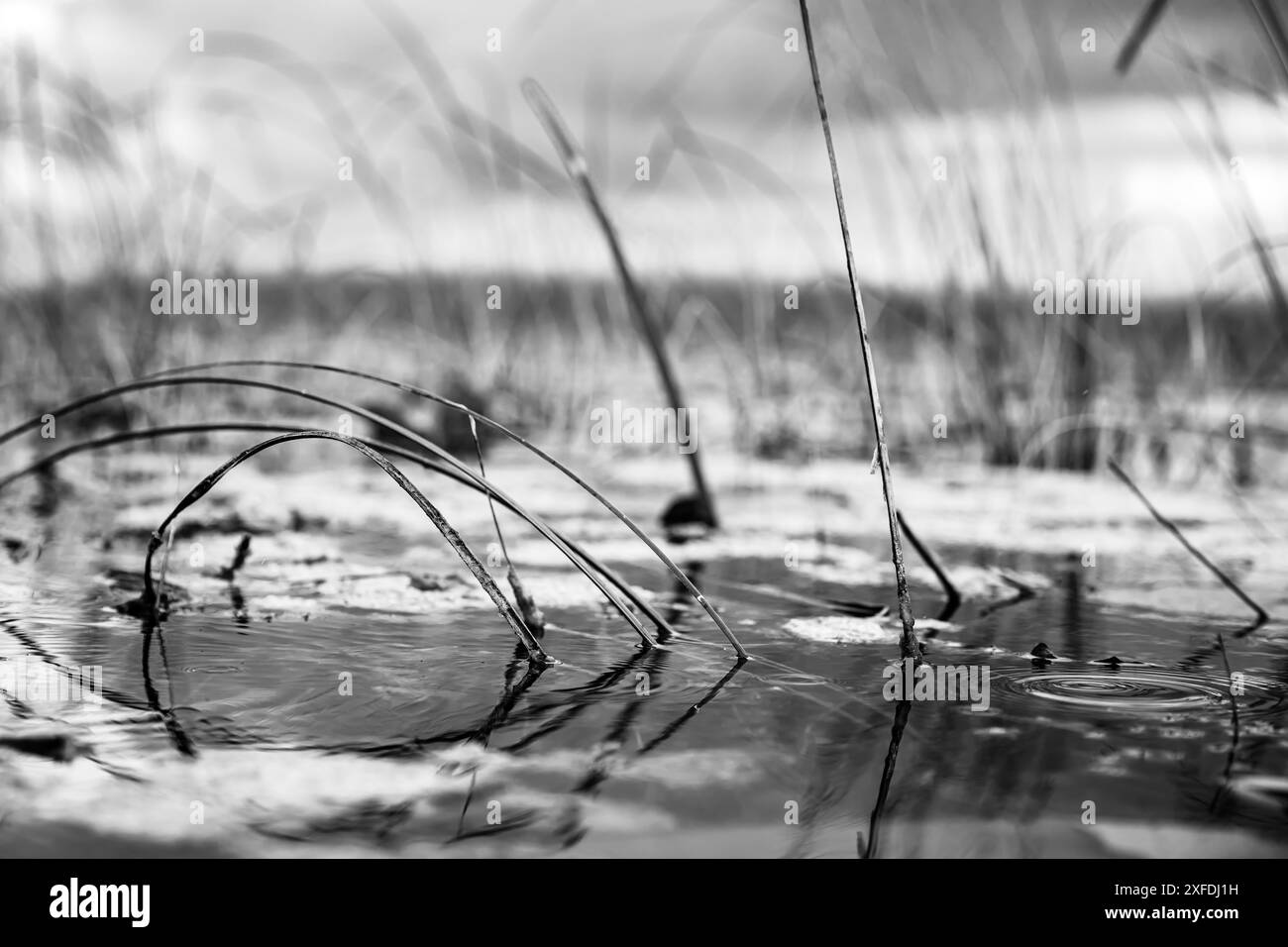 low level view along the water surface of wetland swamp in the ...