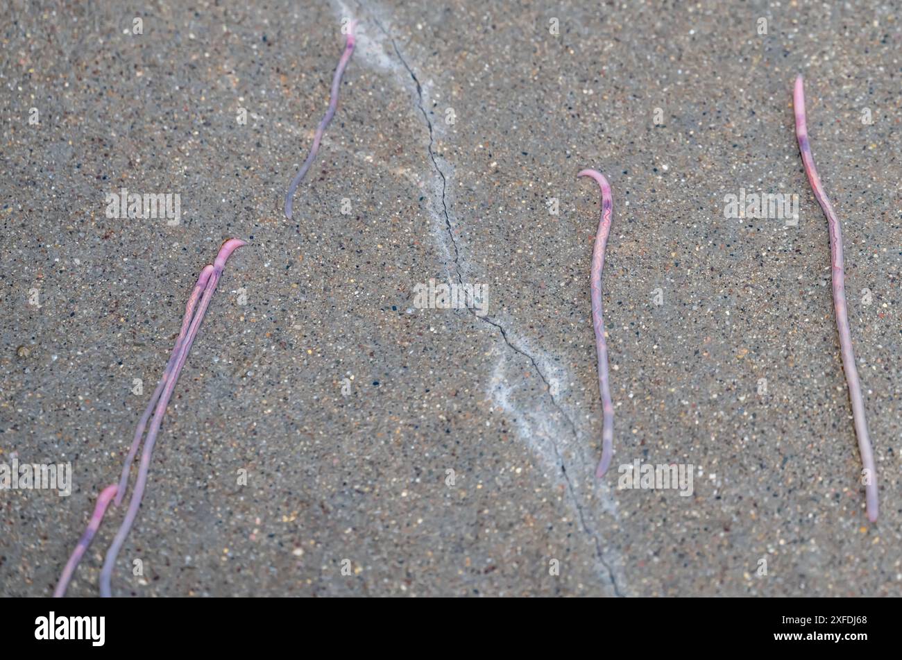 earthworms crawling on cement sidewalks after a heavy rain Stock Photo ...