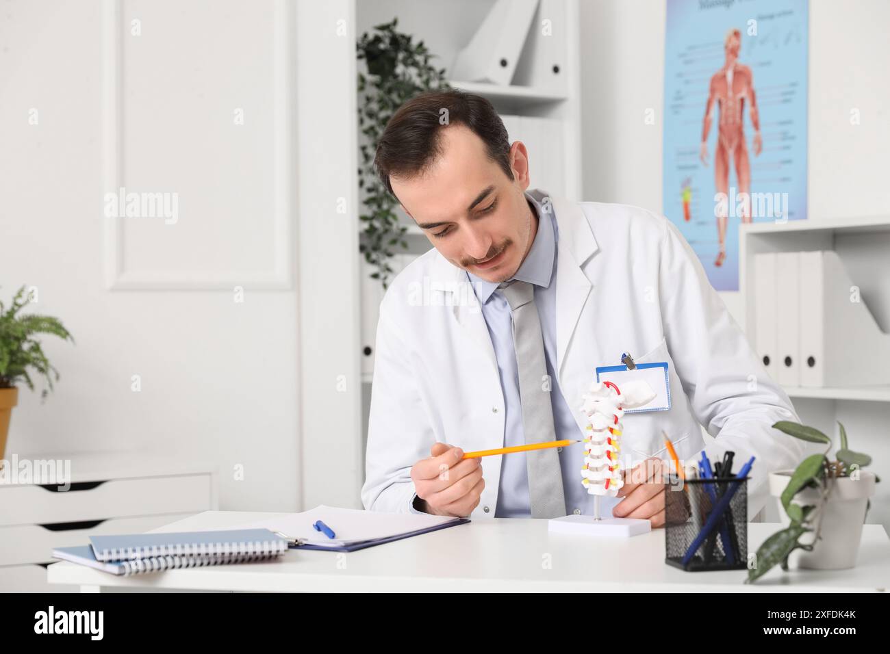 Male doctor demonstrating spinal anatomy with vertebral column model in ...