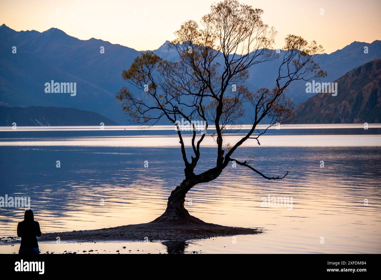 Wanaka tree dawn new hi-res stock photography and images - Alamy
