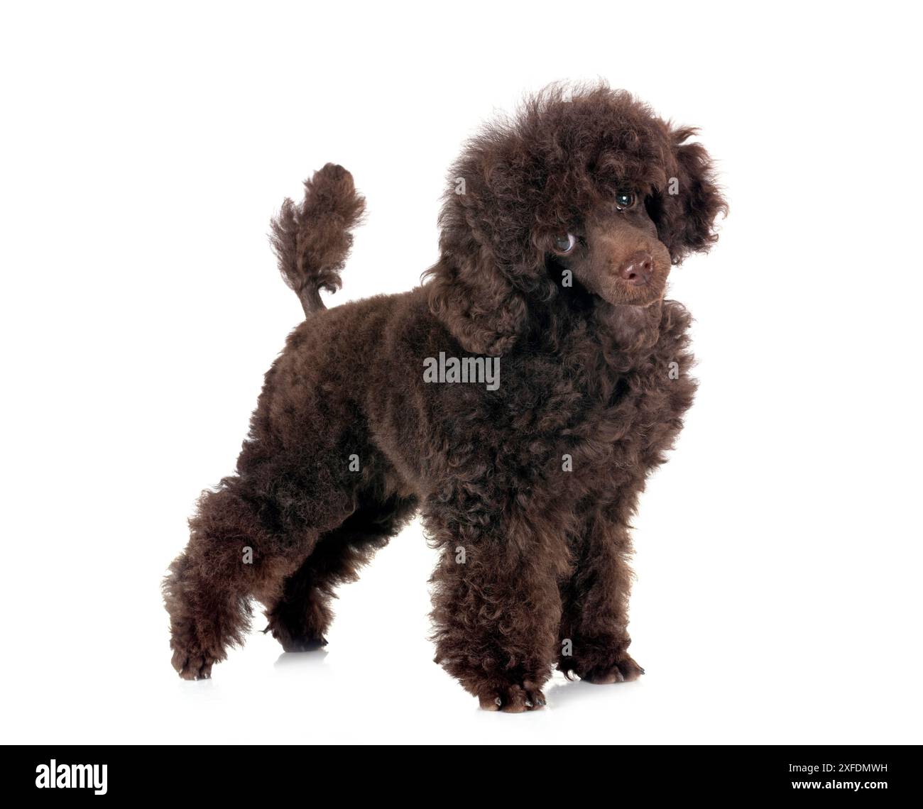 puppy poodle in front of white background Stock Photo - Alamy