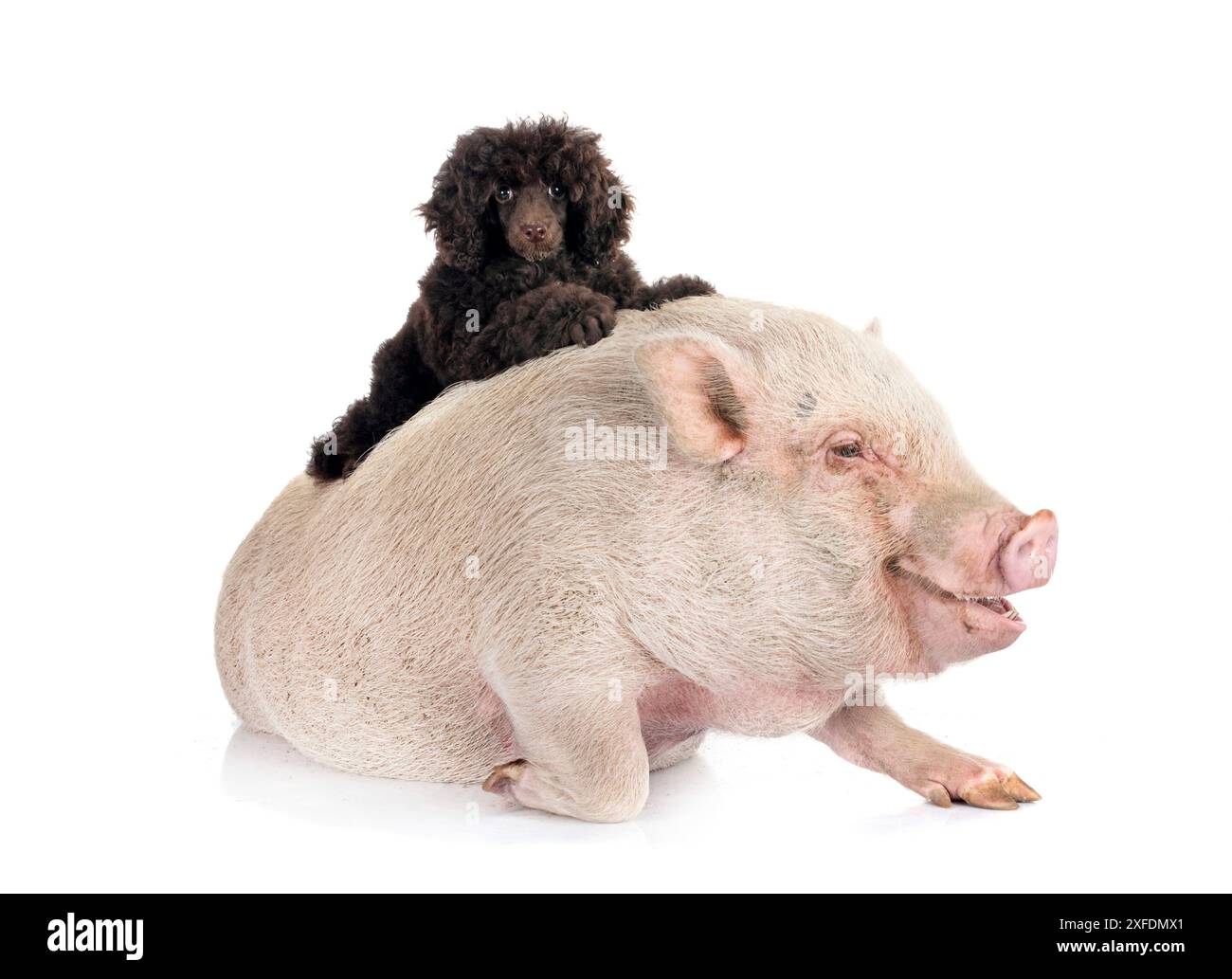 pink miniature pig and poodle in front of white background Stock Photo ...