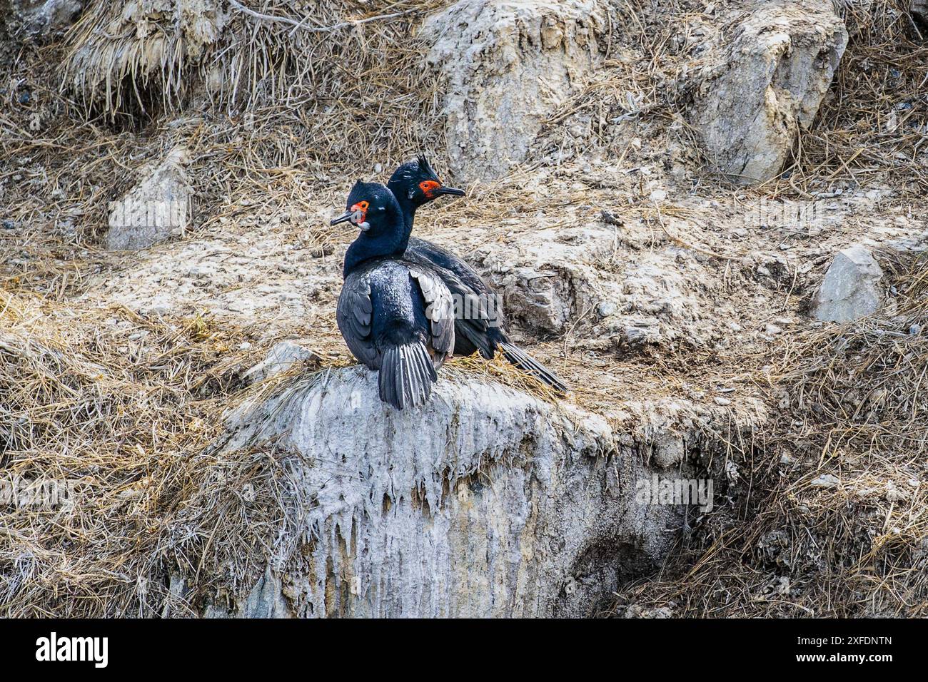 Rock Cormorant, Faro Les Éclaireurs, Beagle Channel, Argentina on ...