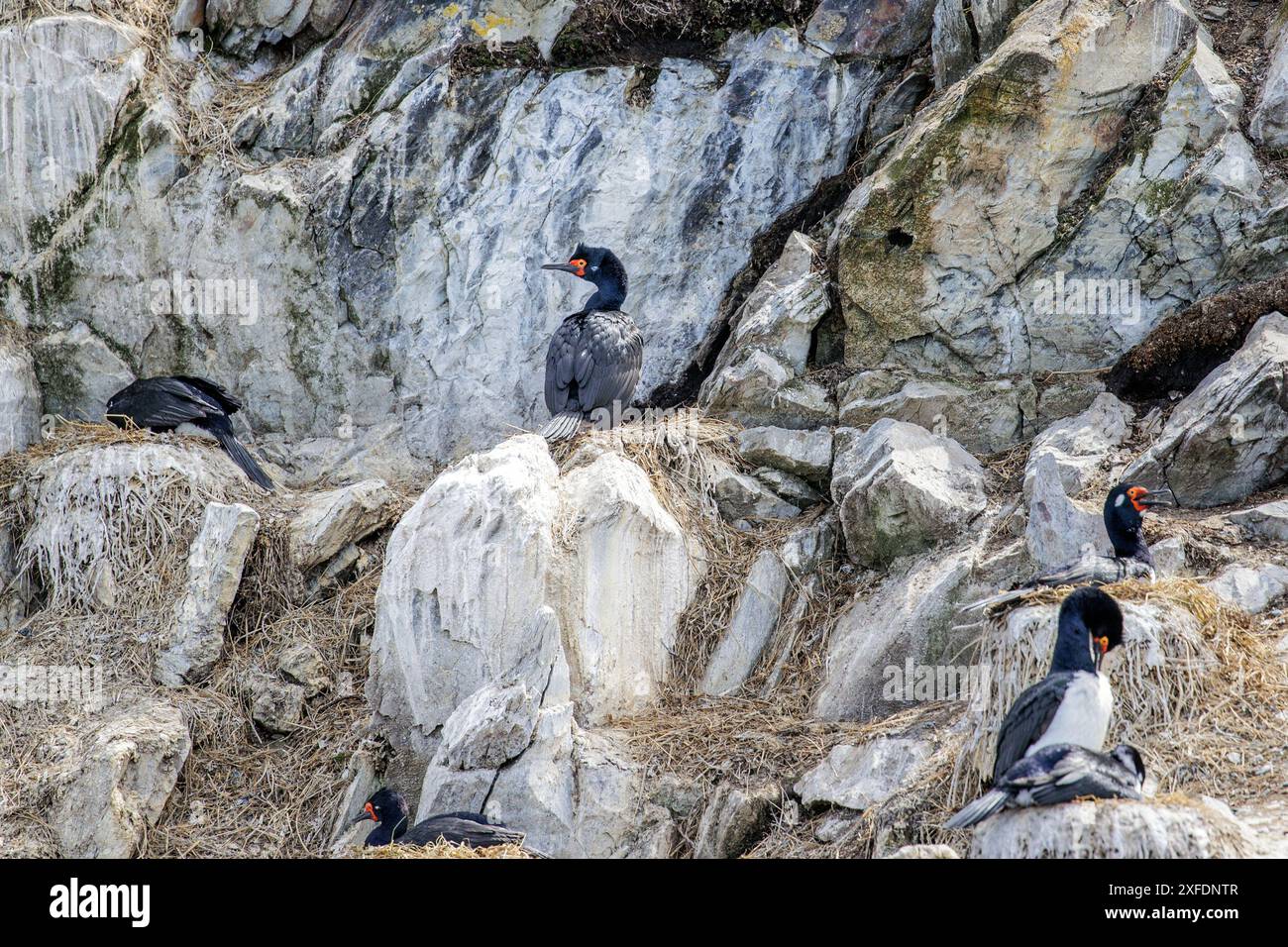 Rock Cormorant, Faro Les Éclaireurs, Beagle Channel, Argentina on ...