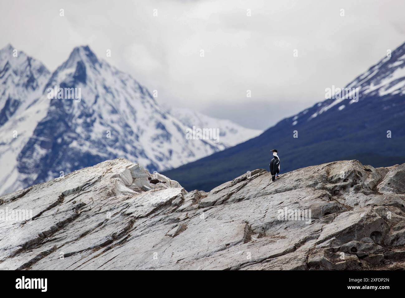 Blue eyed shag, Faro Les Éclaireurs, Beagle Channel, Argentina on ...