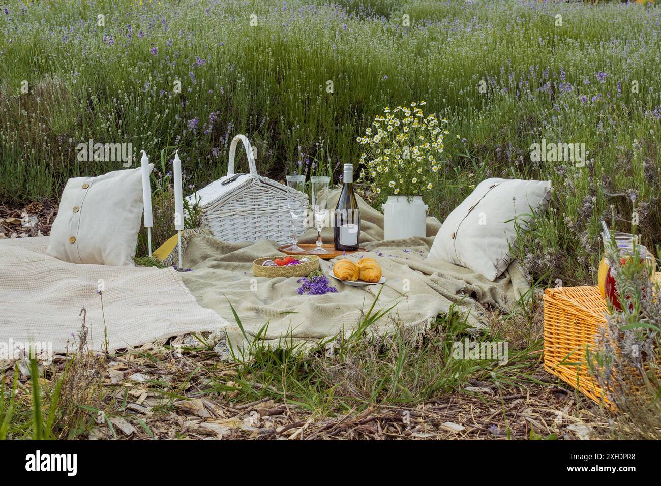 Summer picnic with wine and cheese in the lavender field, outdoors ...