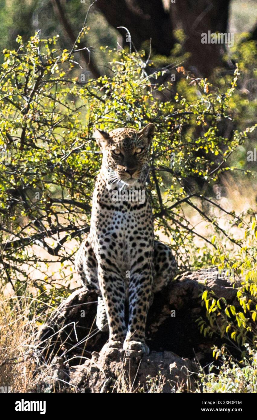 A leopard in Samburu national reserve, Kenya Stock Photo - Alamy