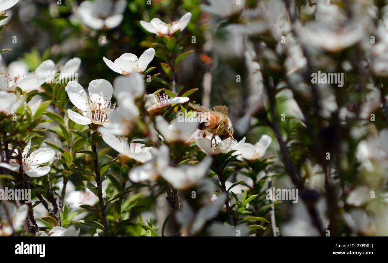 Manuka Honey Tree Meluka Honey Vs Manuka Honey: What Is The
