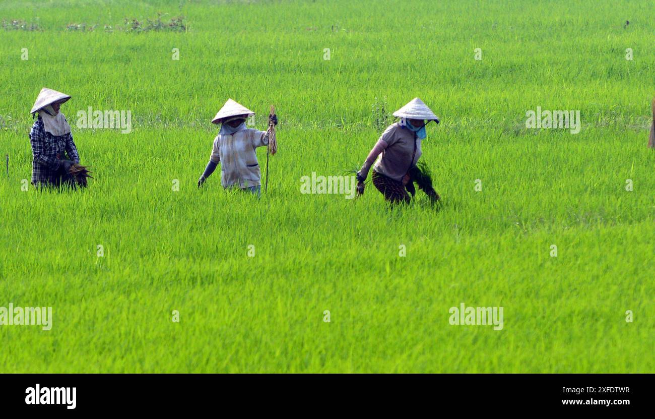 Vietnamese farmers working in the paddy fields near Hội An, Vietnam ...