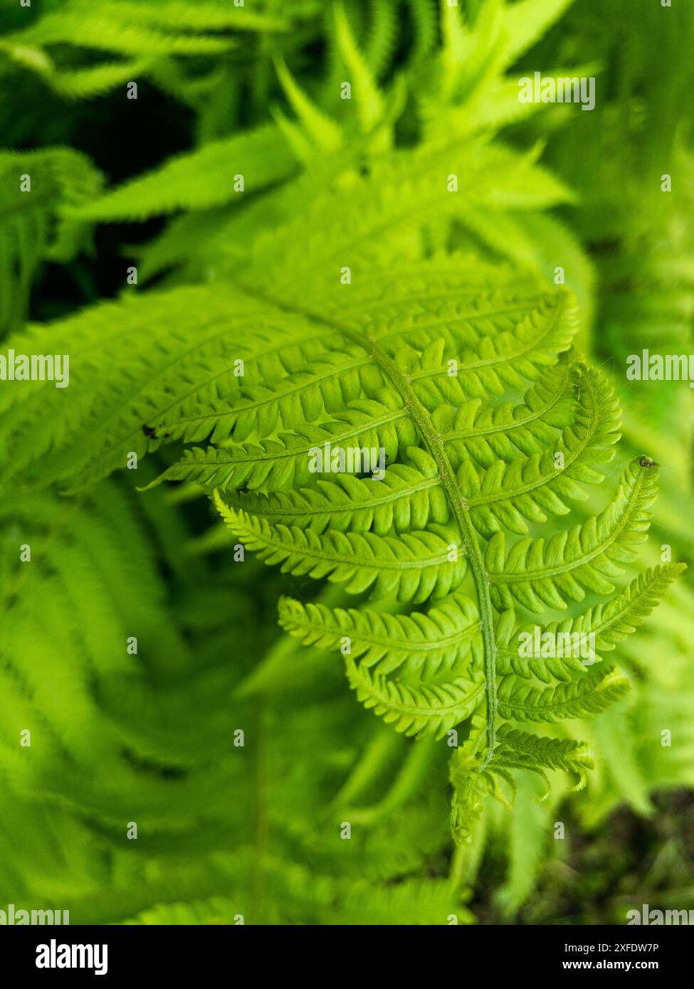 Green fern tree growing in summer. Fern with green leaves on natural ...