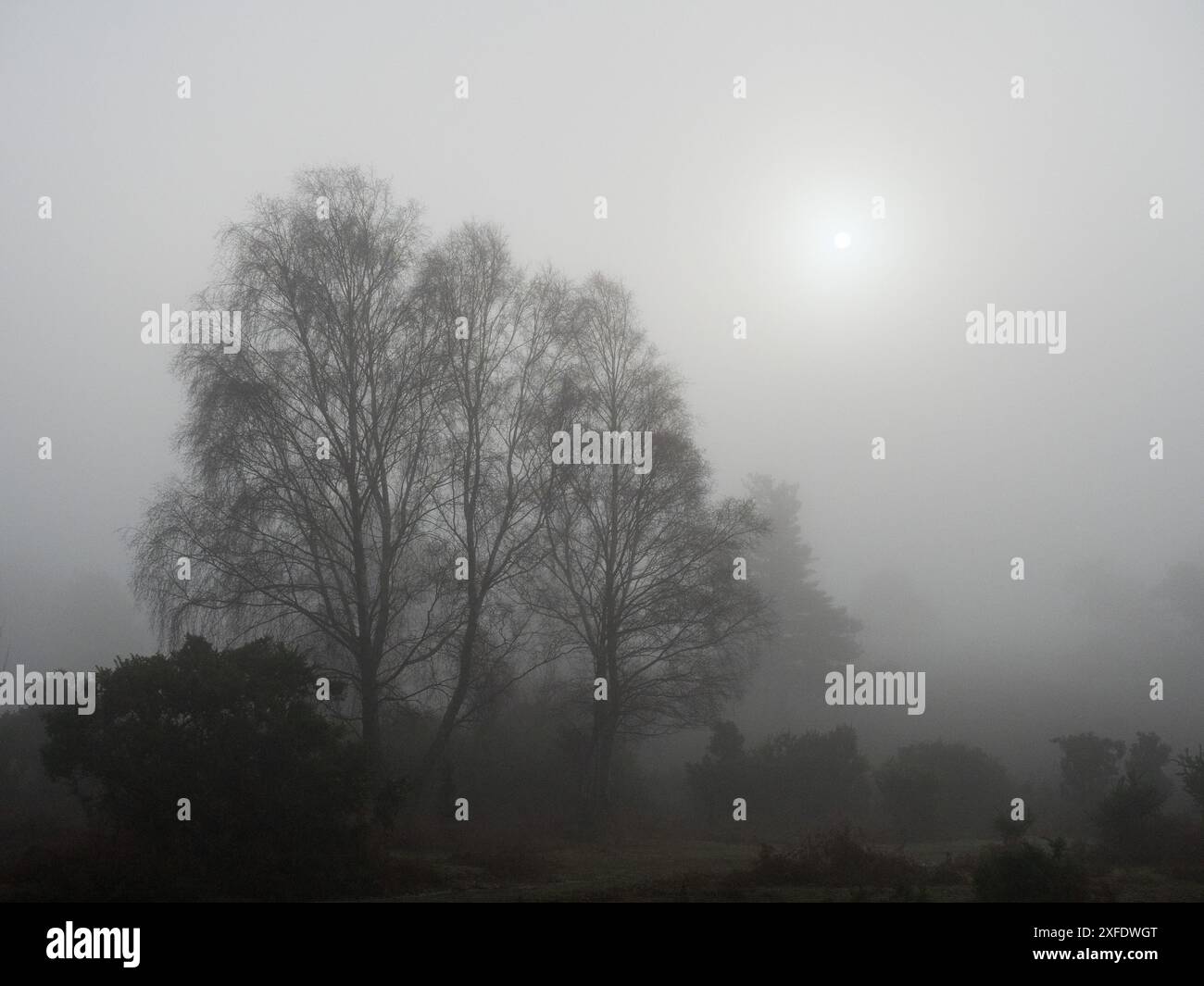 Silver birch Betula pendula in mist, Rockford Common, New Forest National Park, Hampshire ...