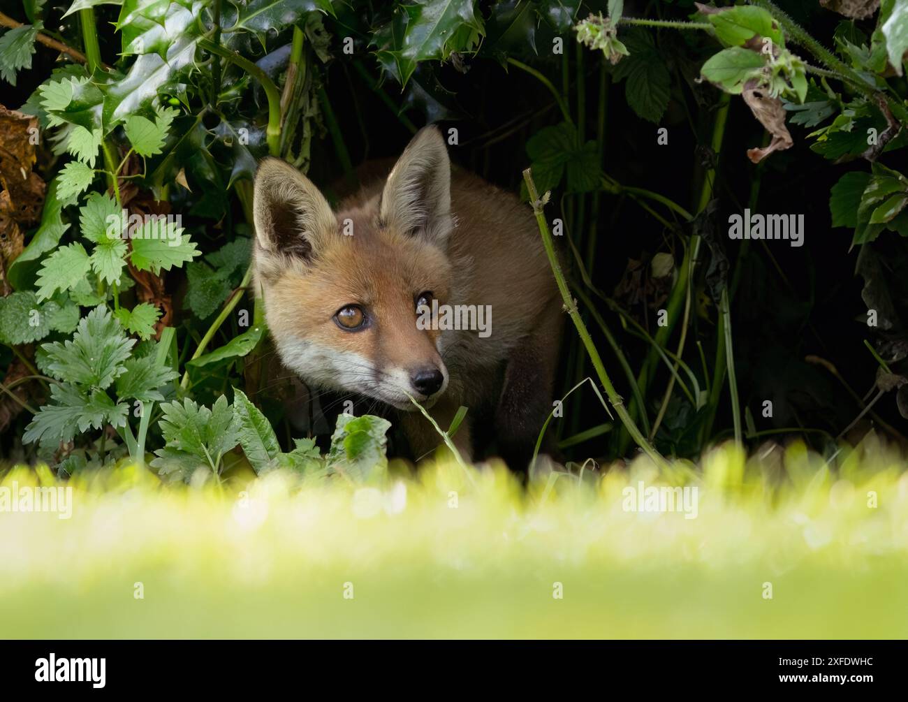 A young Red Fox (Vulpes vulpes) emerges warily from the undergrowth ...