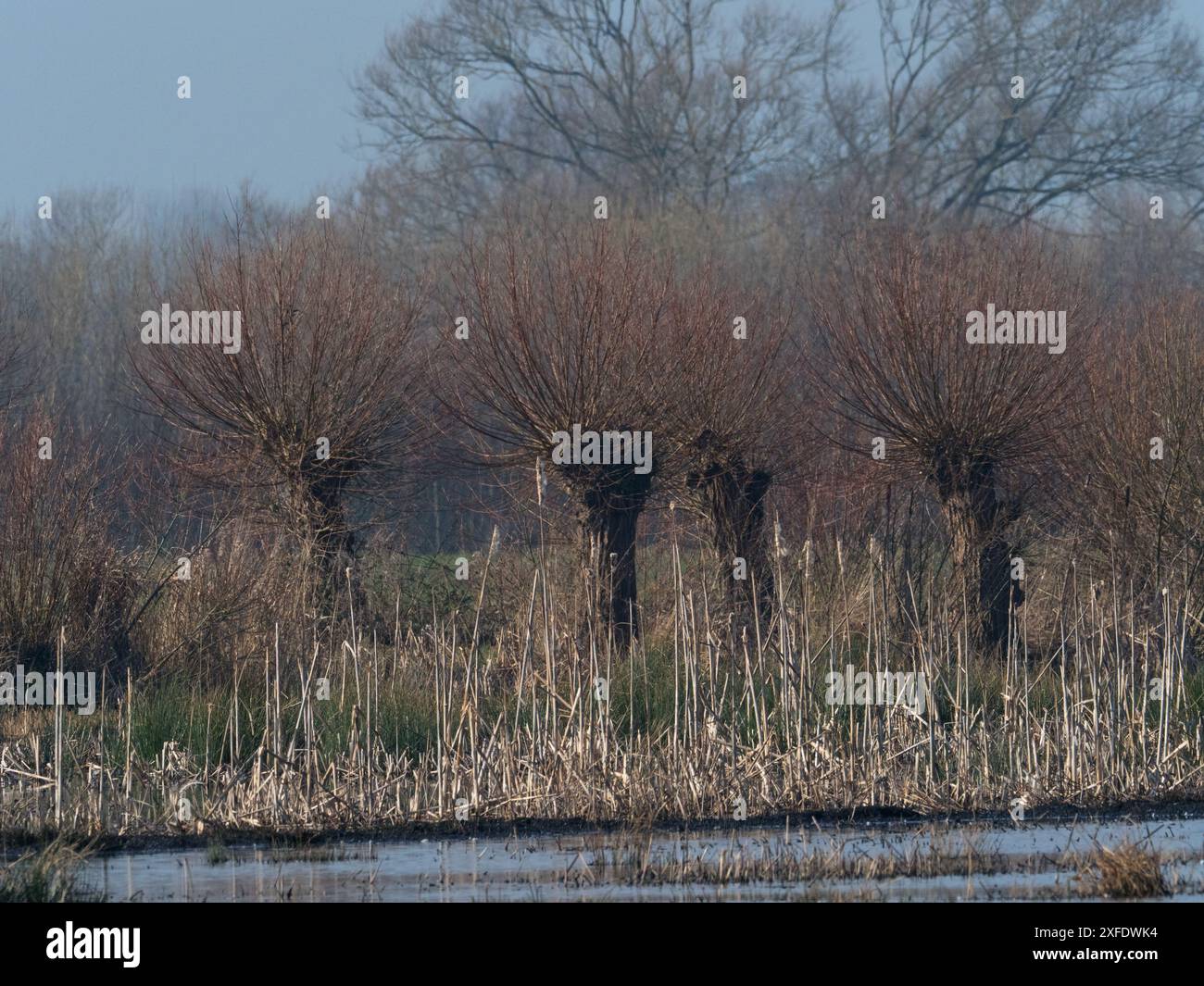 Pollarded willows, Greylake RSPB Reserve, near Othery, Somerset Levels ...