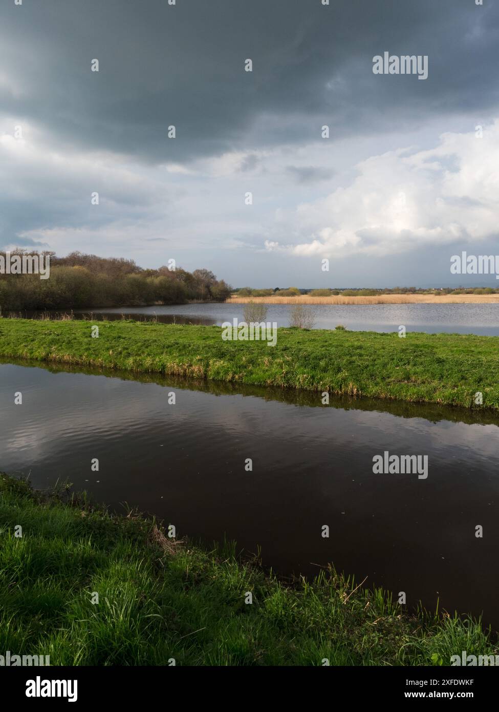 Water channel, reedbed and pool opposite Shapwick Tower Hide, Shapwick ...