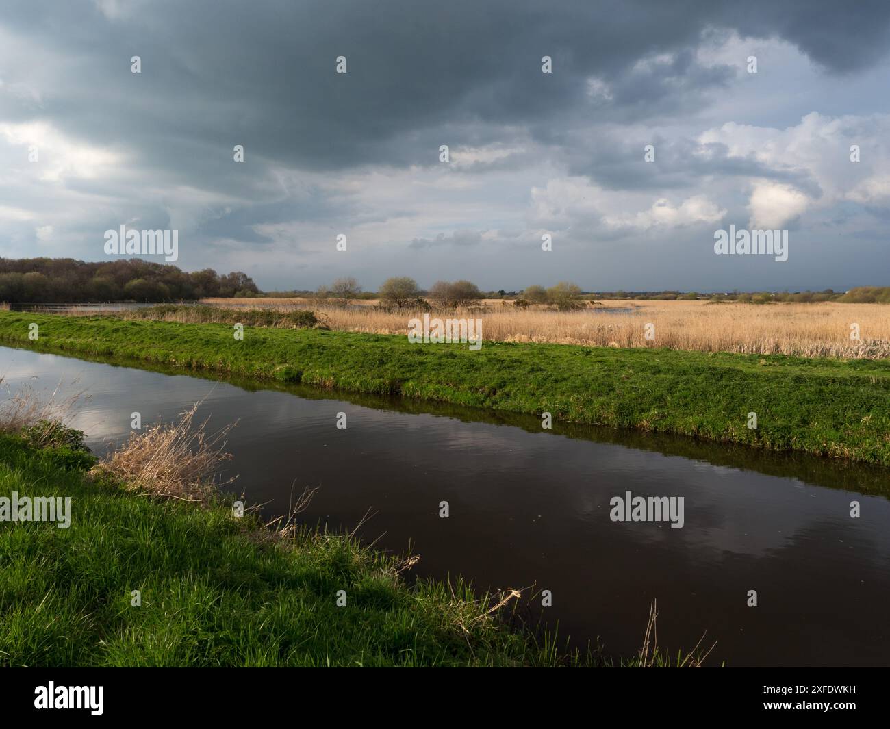 Water channel, reedbed and pool, Shapwick Heath National Nature Reserve ...