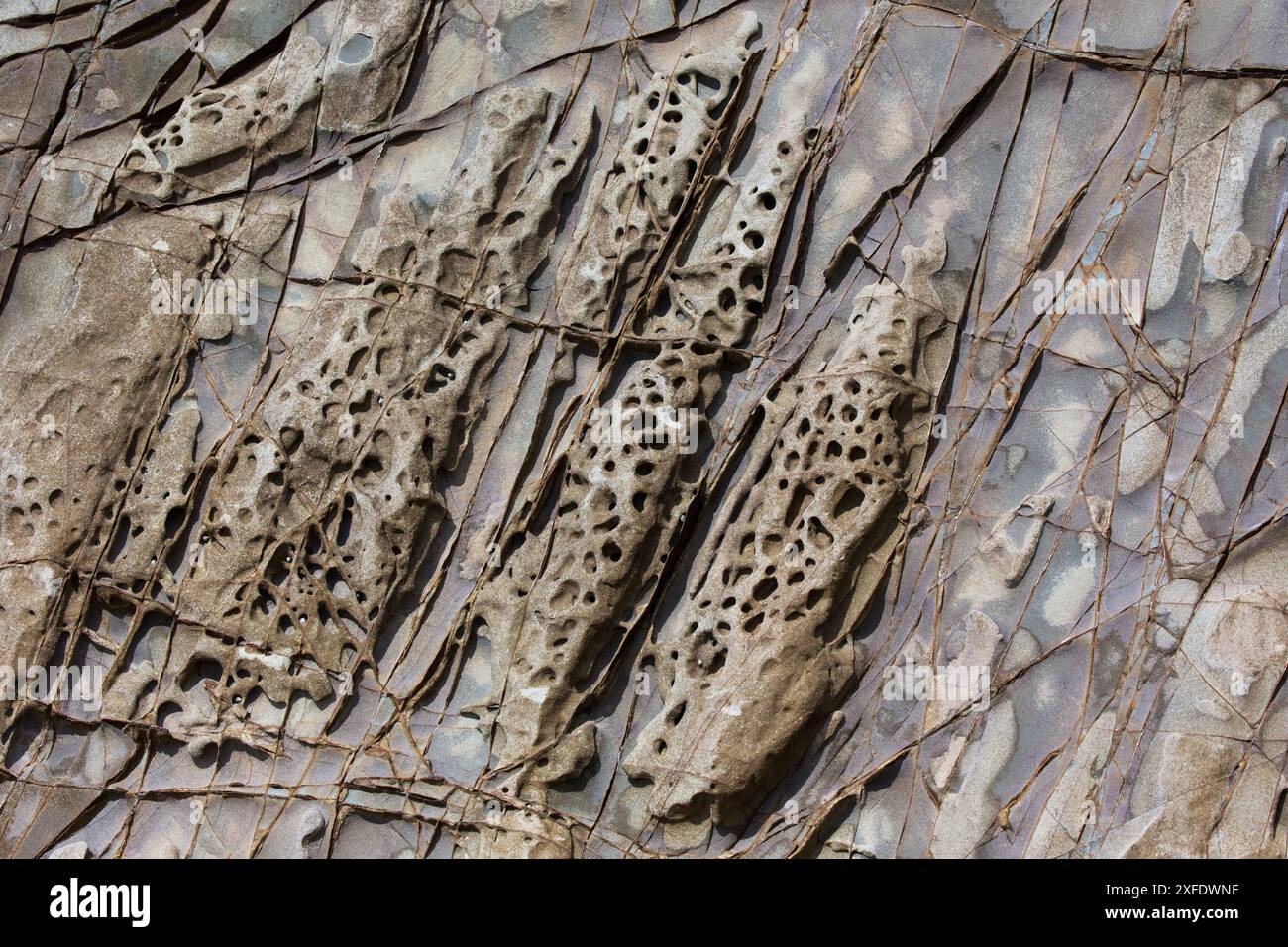 Patterns in the shale cliffs, Bude beach, Cornwall, England, UK, August ...