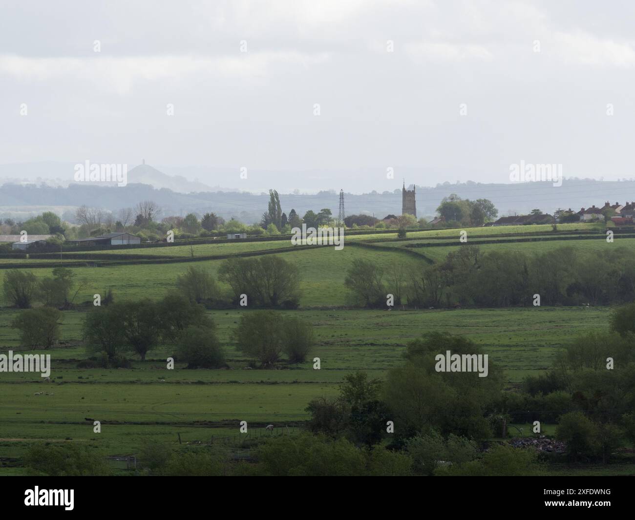 Farmland and willows on Southlake Moor with Othery Church and ...