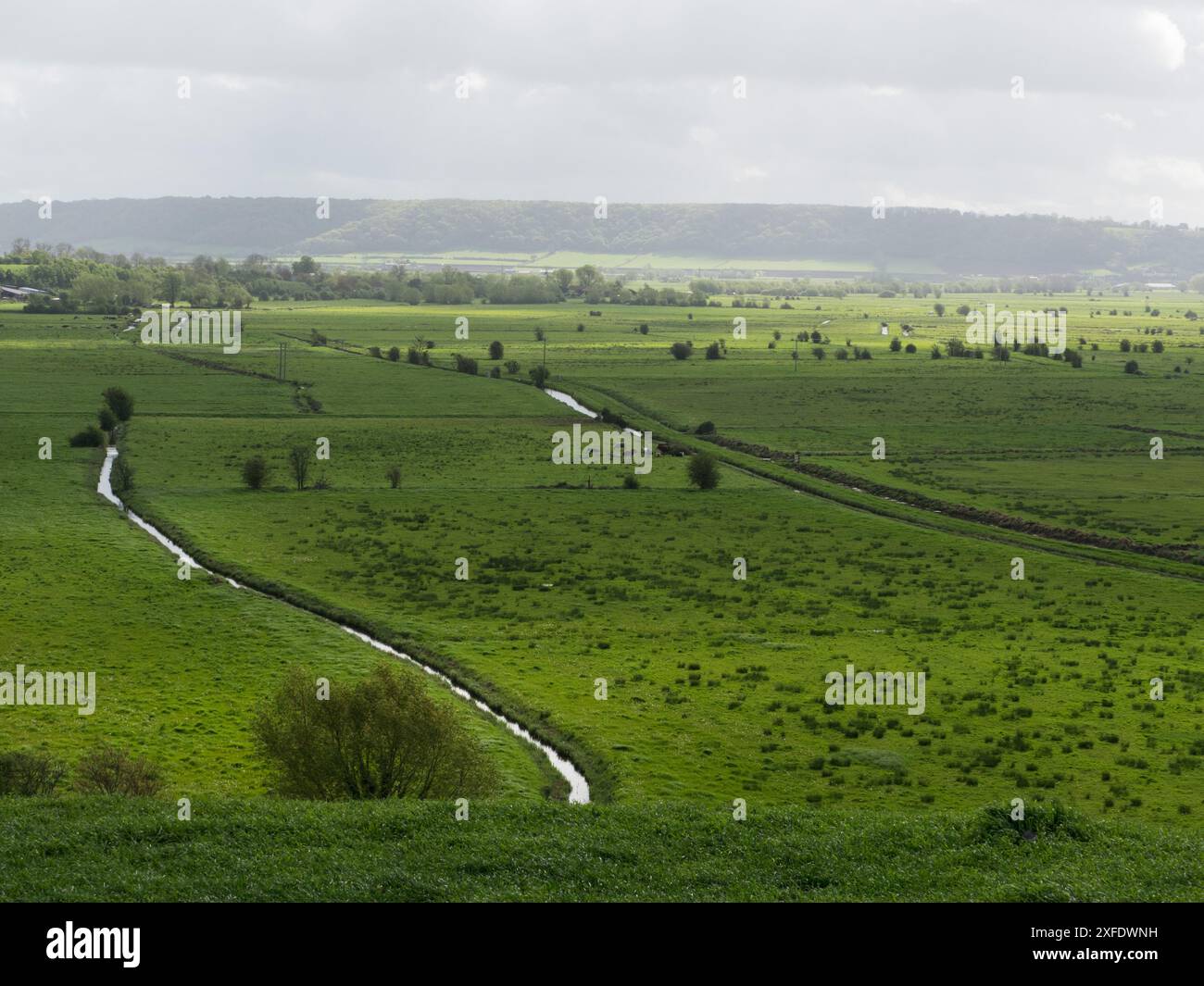 Rhynes and cattle on North Moor with Aller Wood beyond, from Burrow ...