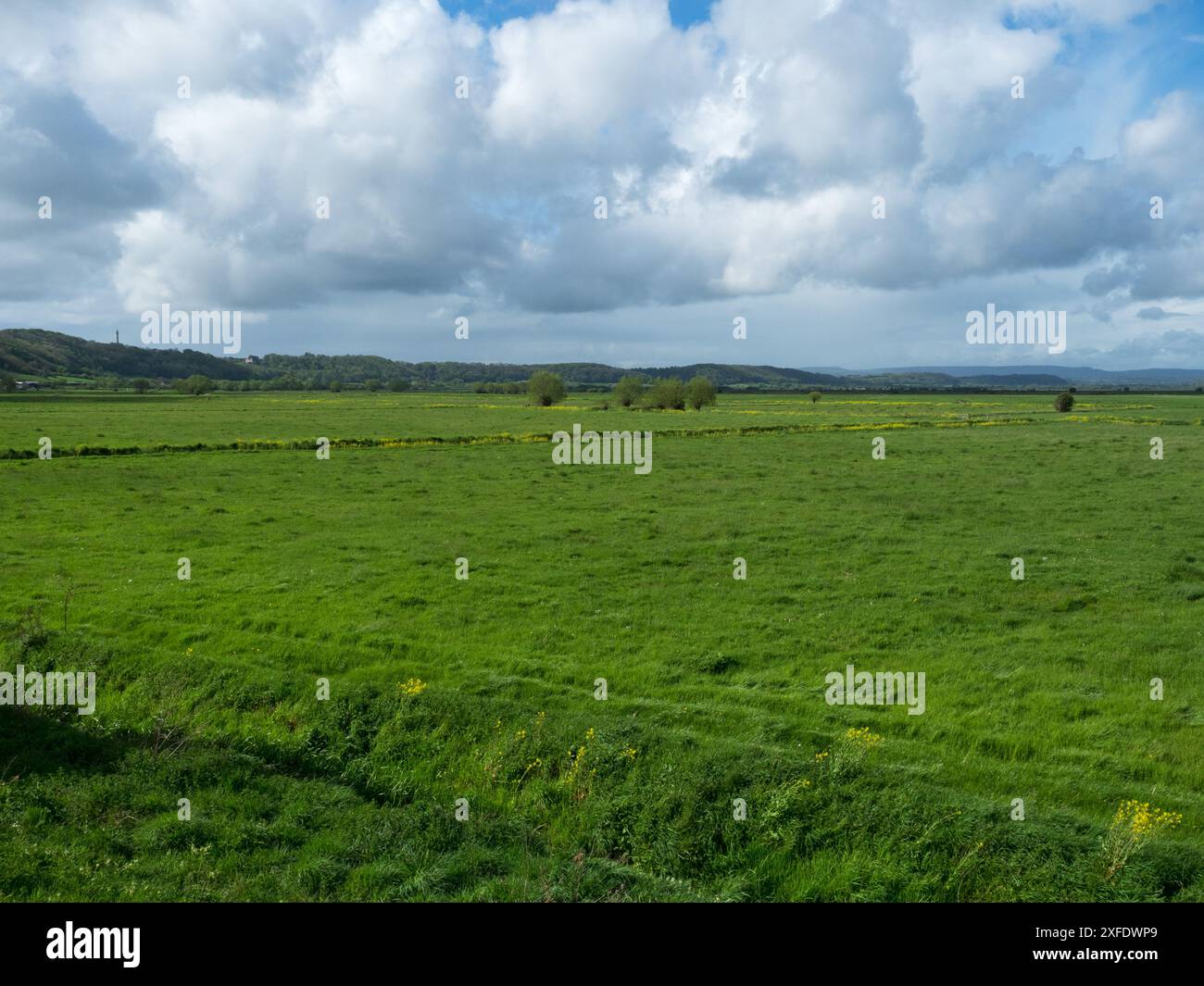 Water meadows on West Sedgemoor with the Pynsent Monument beyond, from ...