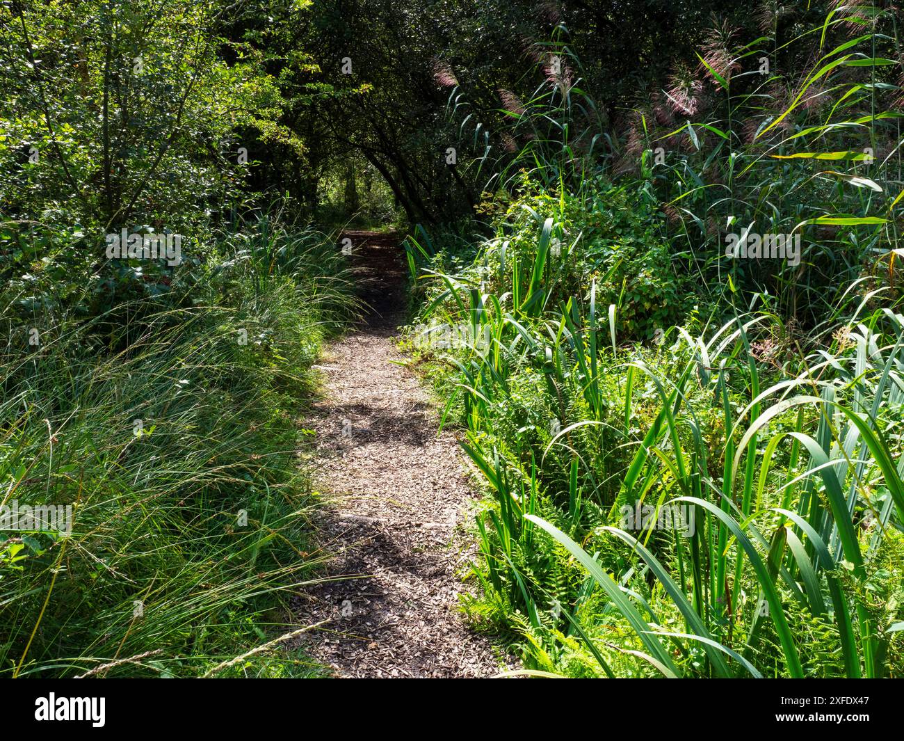 Nature trail leading to the Sweet Track, Shapwick Heath National Nature ...