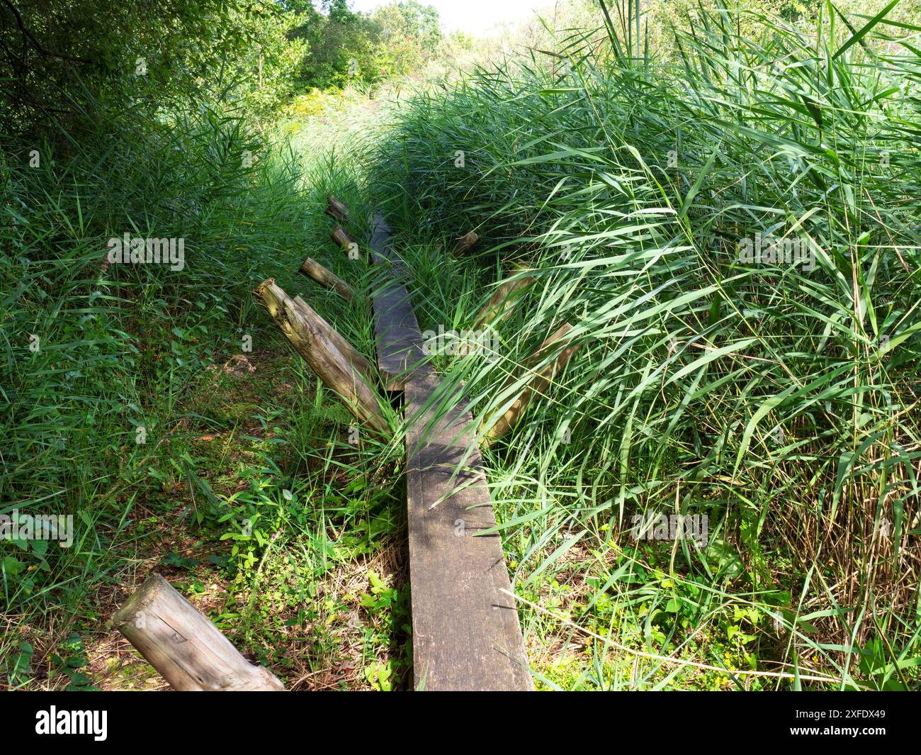 Replica of the neolithic Sweet track built through reedbeds in 3806 bc ...