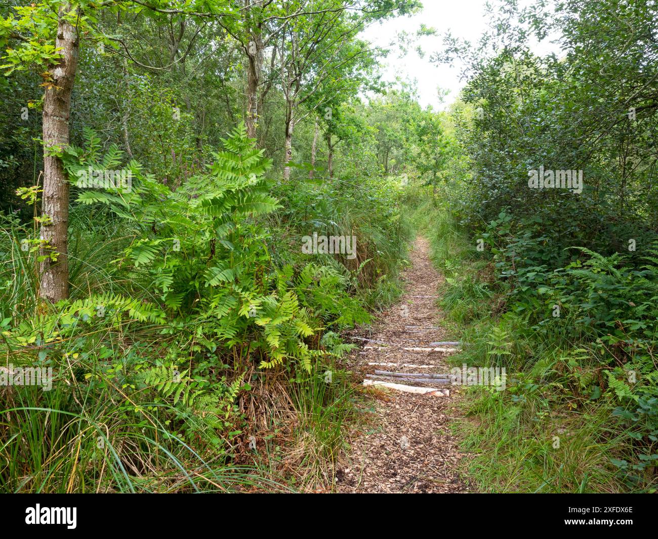 Nature trail leading to the sweet track hi-res stock photography and ...