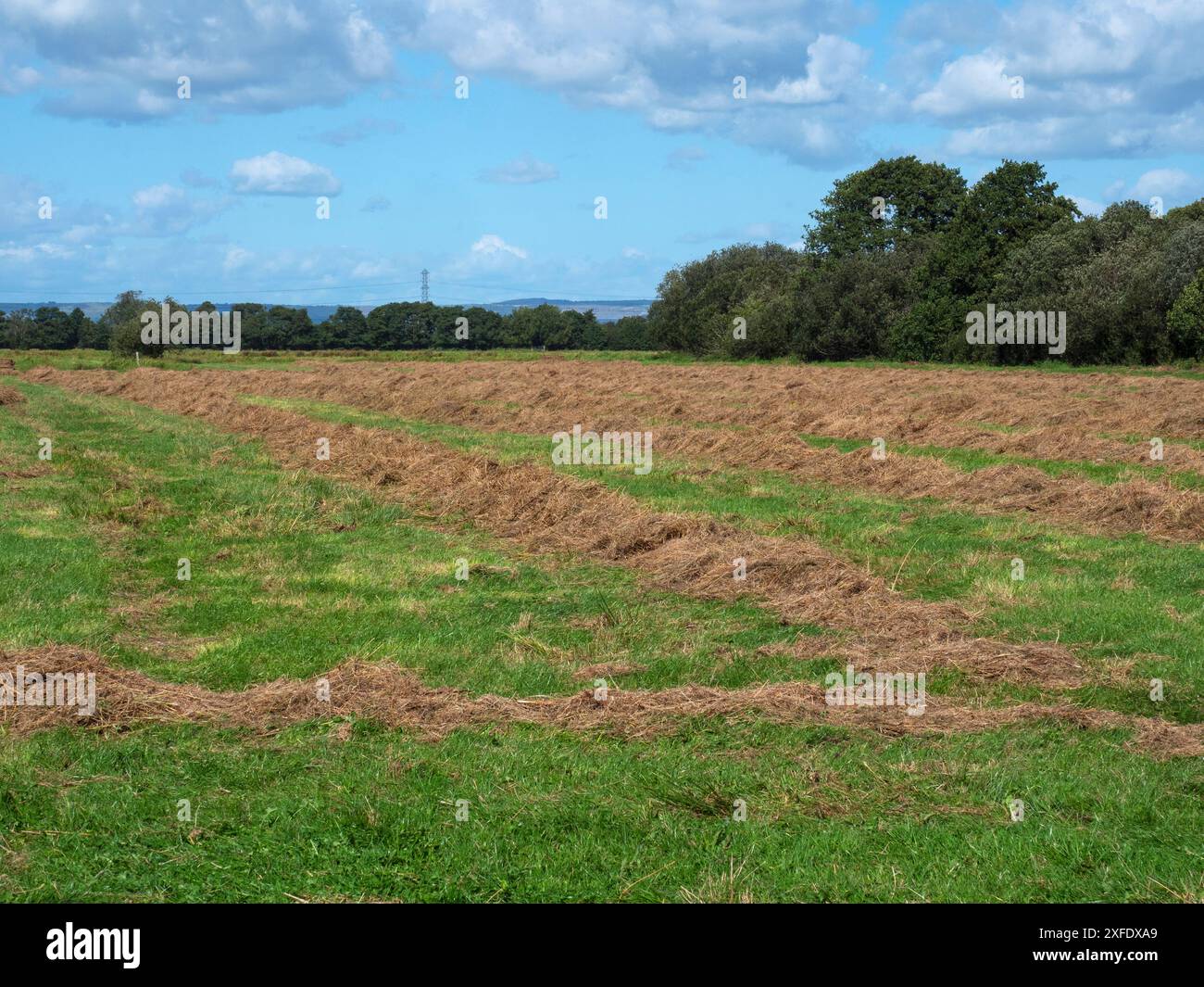 Field of cut hay, Catcott Lows Nature Reserve, Somerset Levels and ...